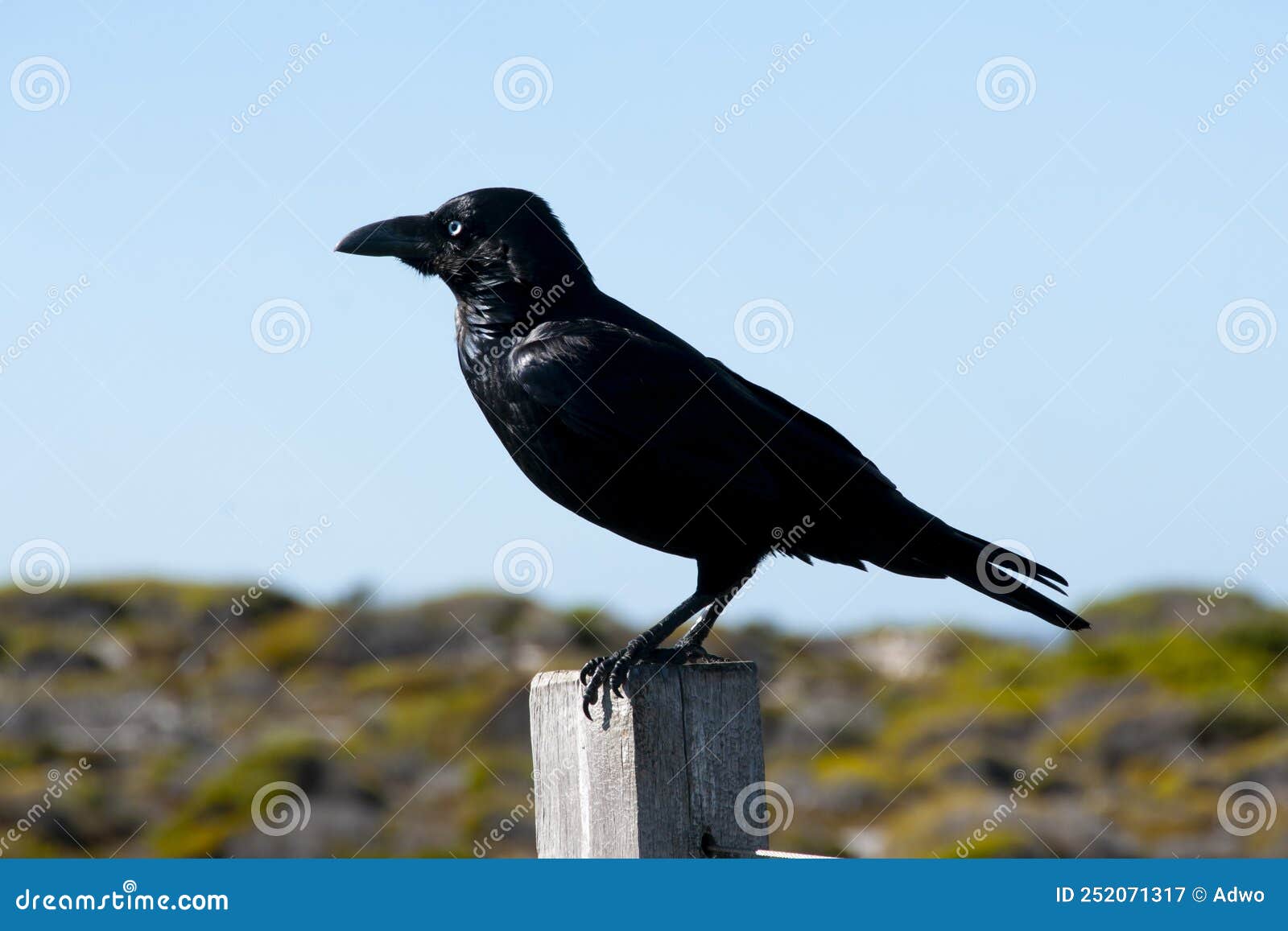 Australian Raven stock image. Image of outback, rural - 252071317