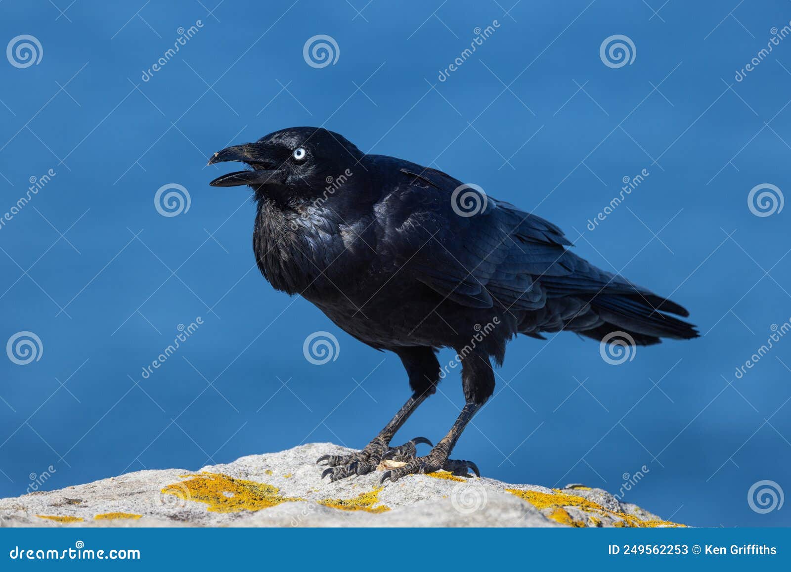 Australian Raven stock image. Image of black, australian - 249562253