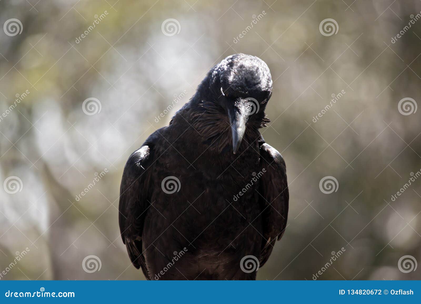 An Australian raven bird stock photo. Image of crow - 134820672