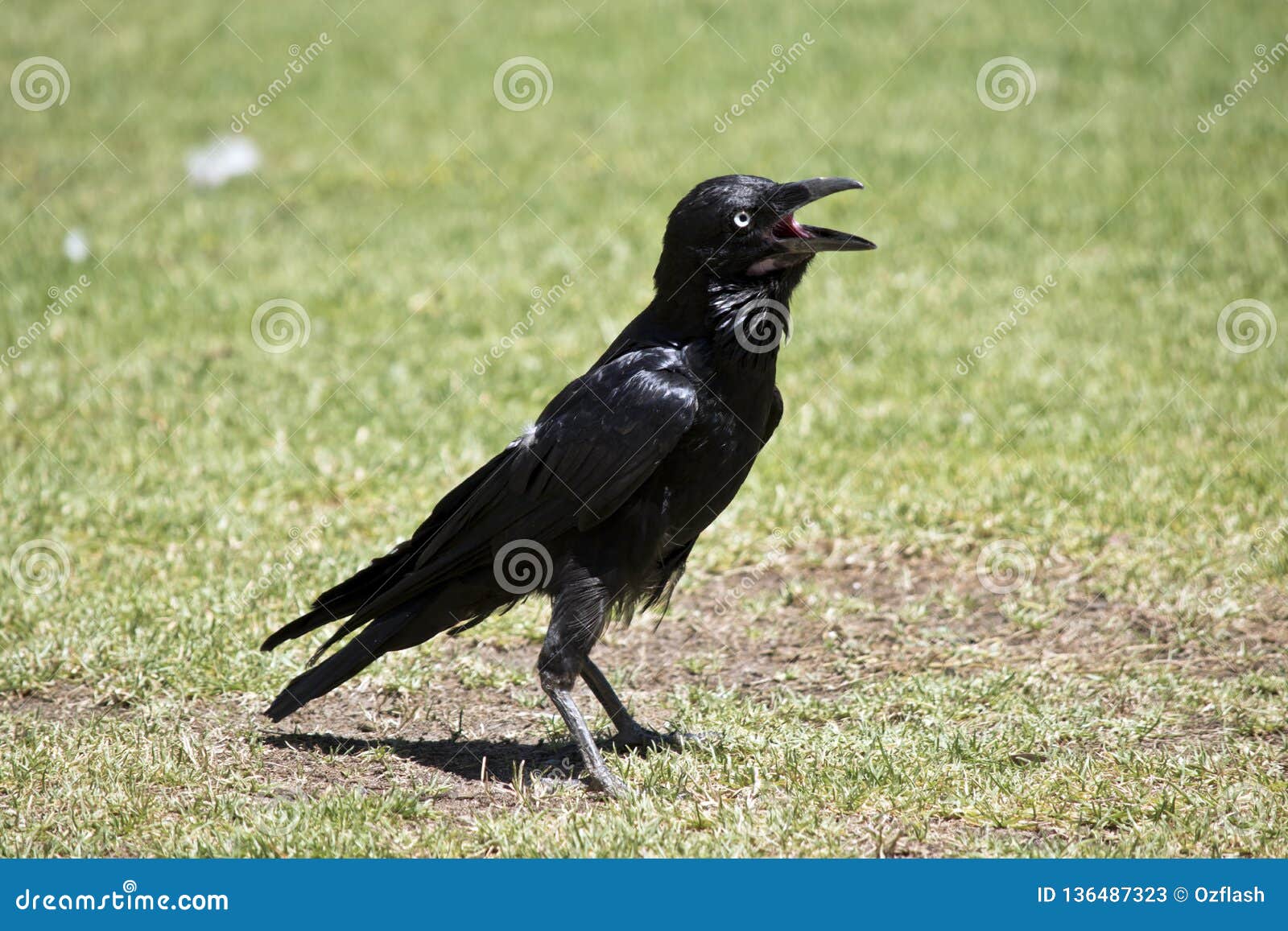An Australian raven stock image. Image of wildlife, crow - 136487323