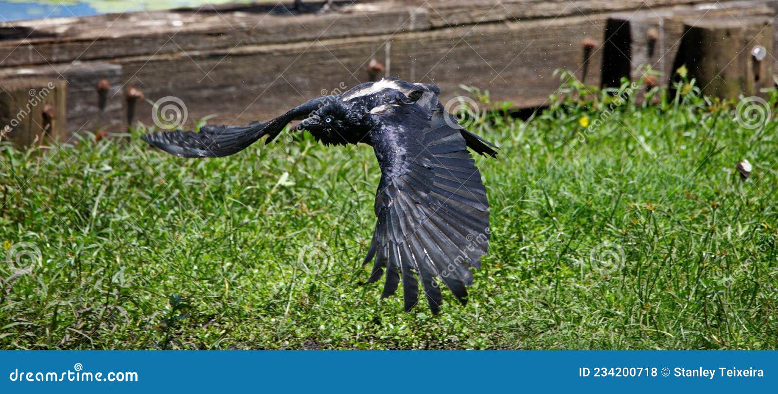 Australian raven stock photo. Image of bird, crow, flight - 234200718