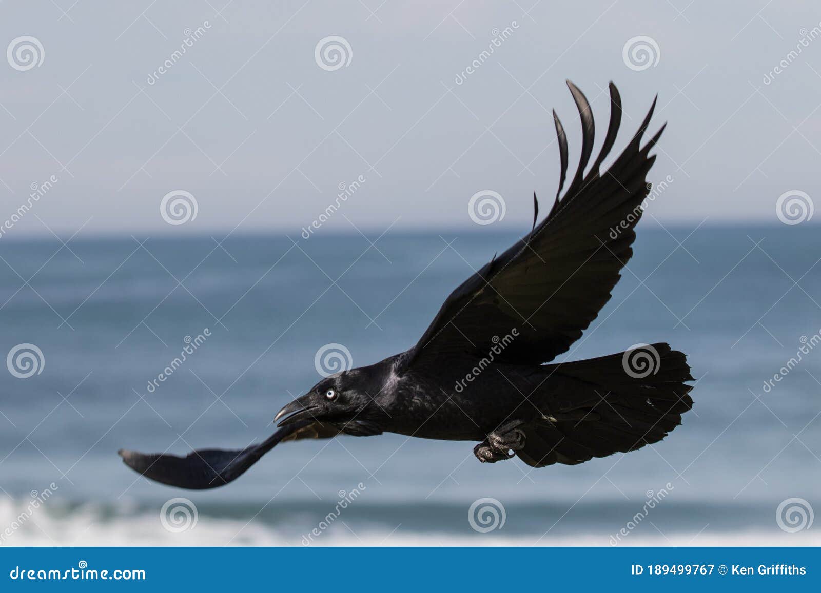 Australian Raven in flight stock image. Image of coronoides - 189499767