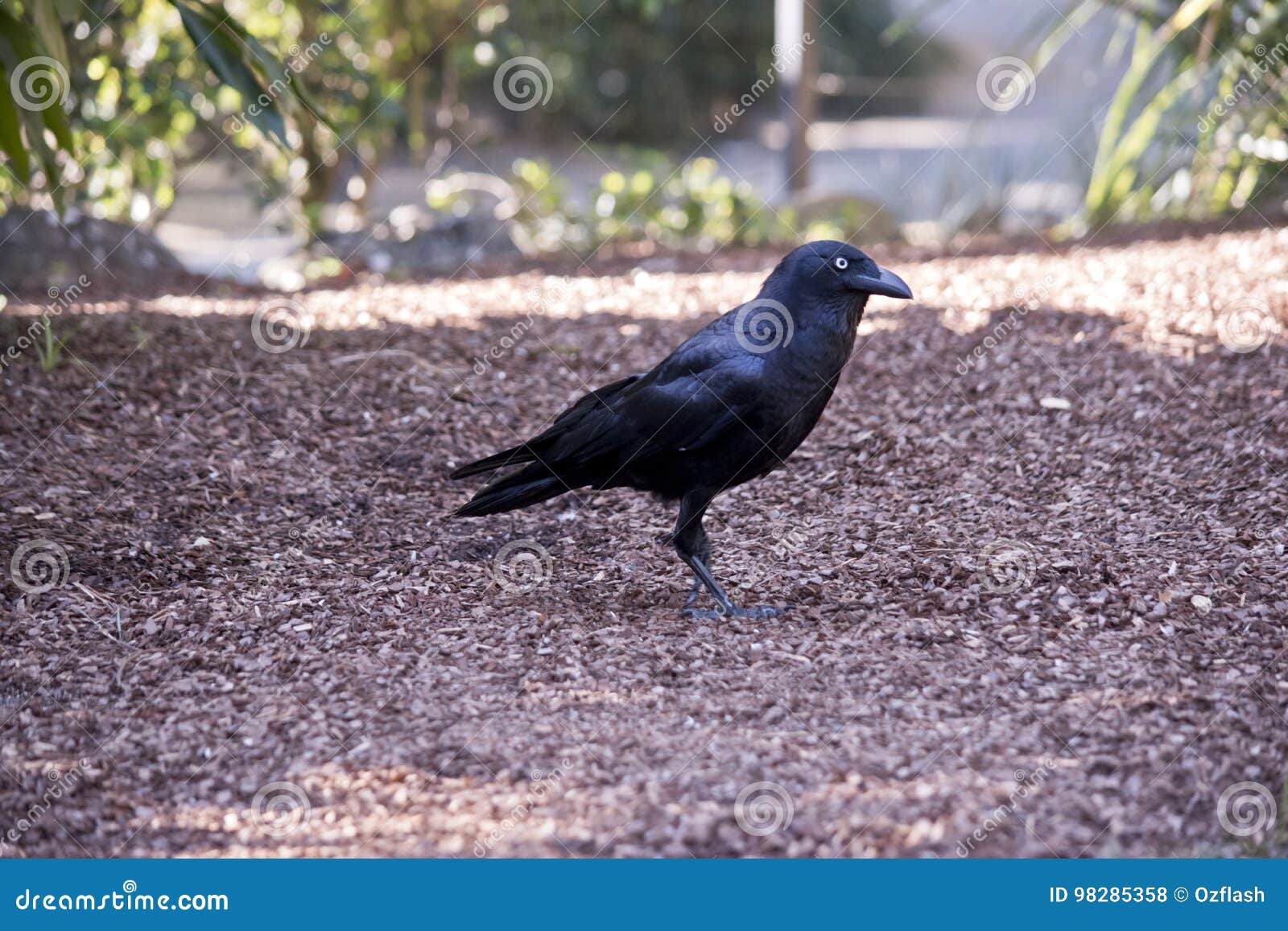 Australian raven stock photo. Image of australian, raven - 98285358