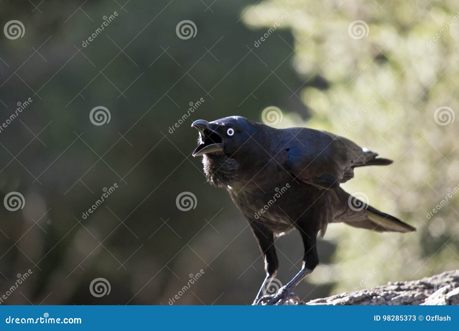 Australian raven stock image. Image of white, organism - 98285373