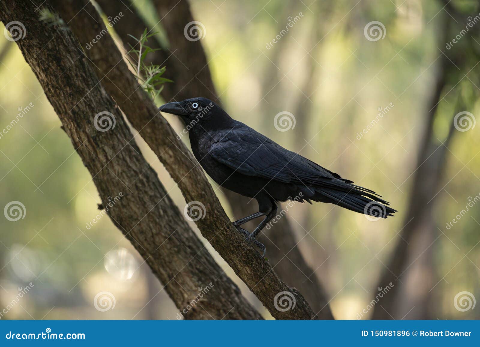 Australian Raven stock photo. Image of beak, coronoides - 150981896