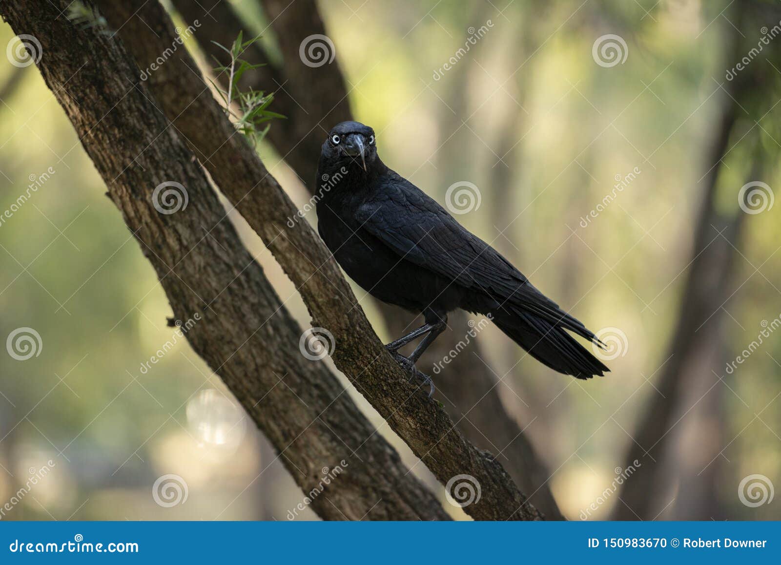 Australian Raven stock photo. Image of nature, australia - 150983670