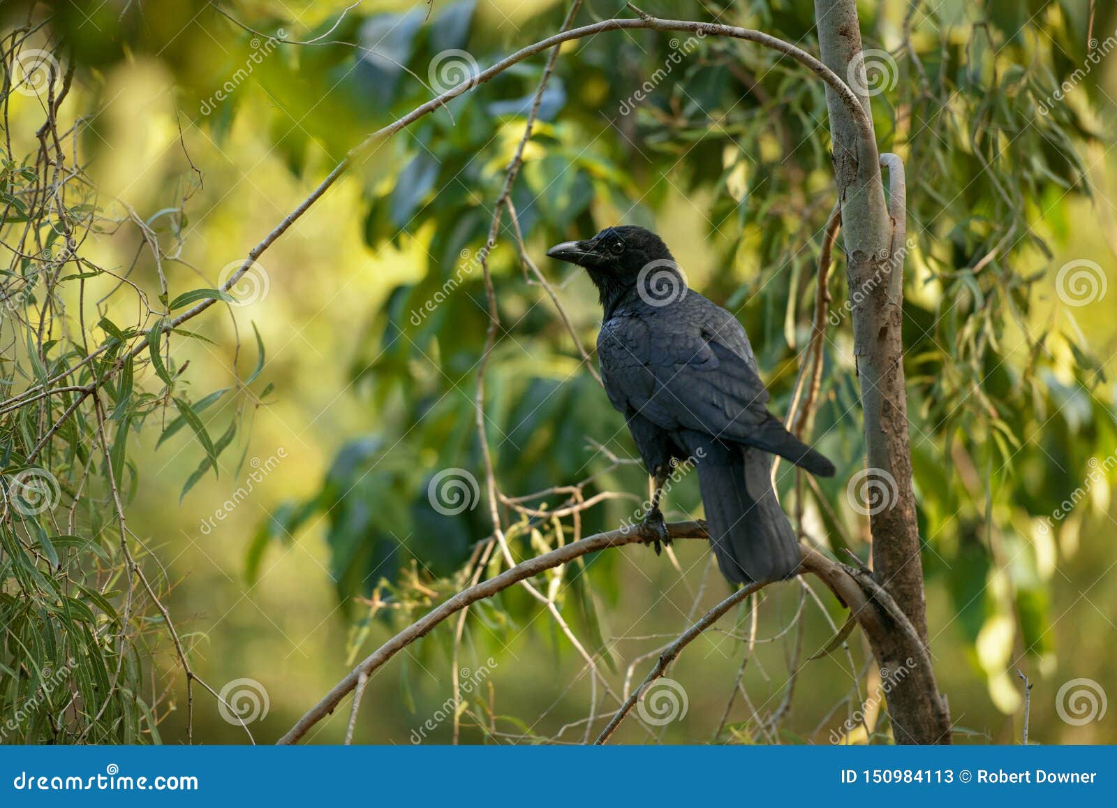 Australian Raven stock image. Image of birds, nature - 150984113