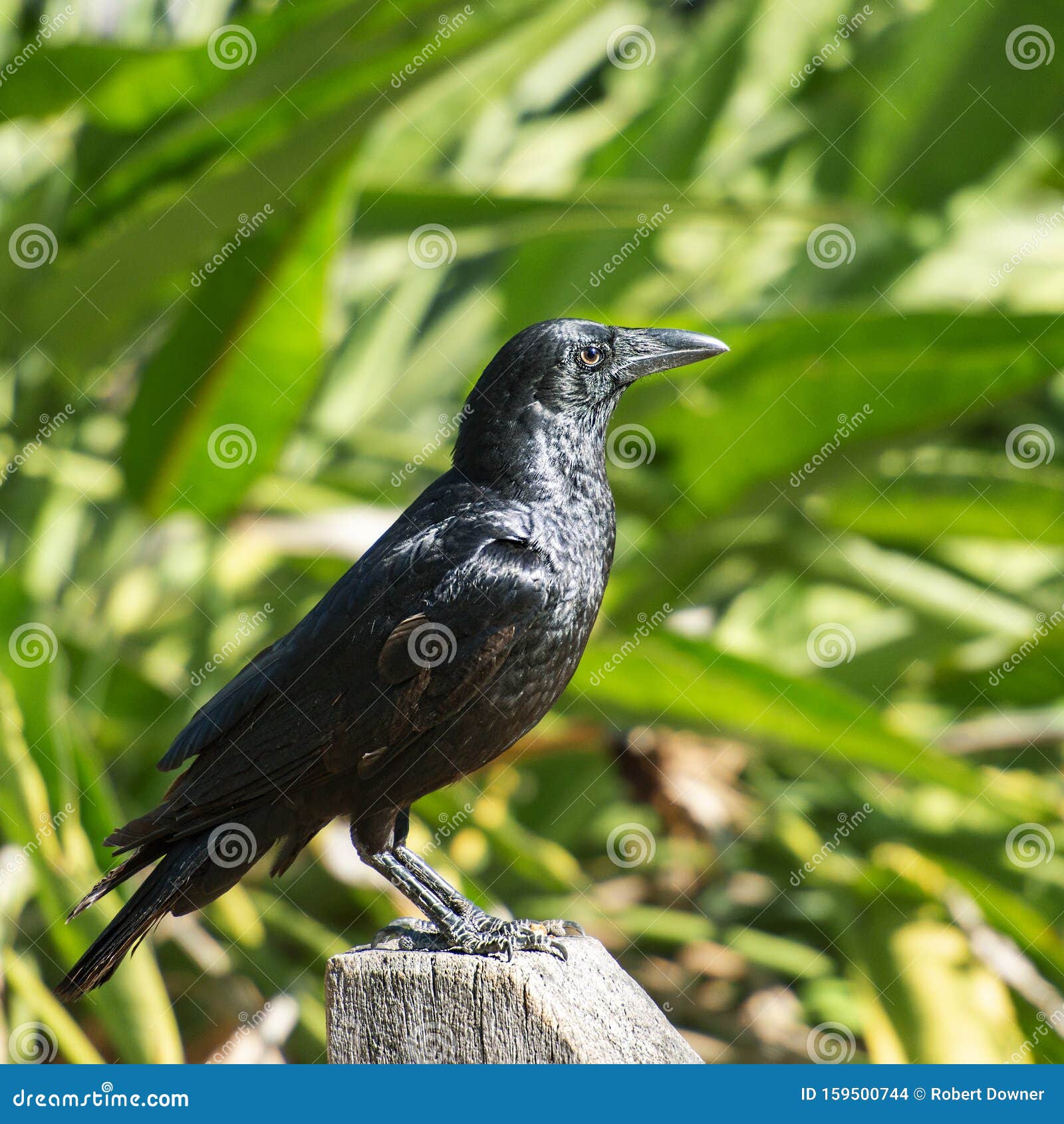 Australian Raven stock photo. Image of animal, beautiful - 159500744