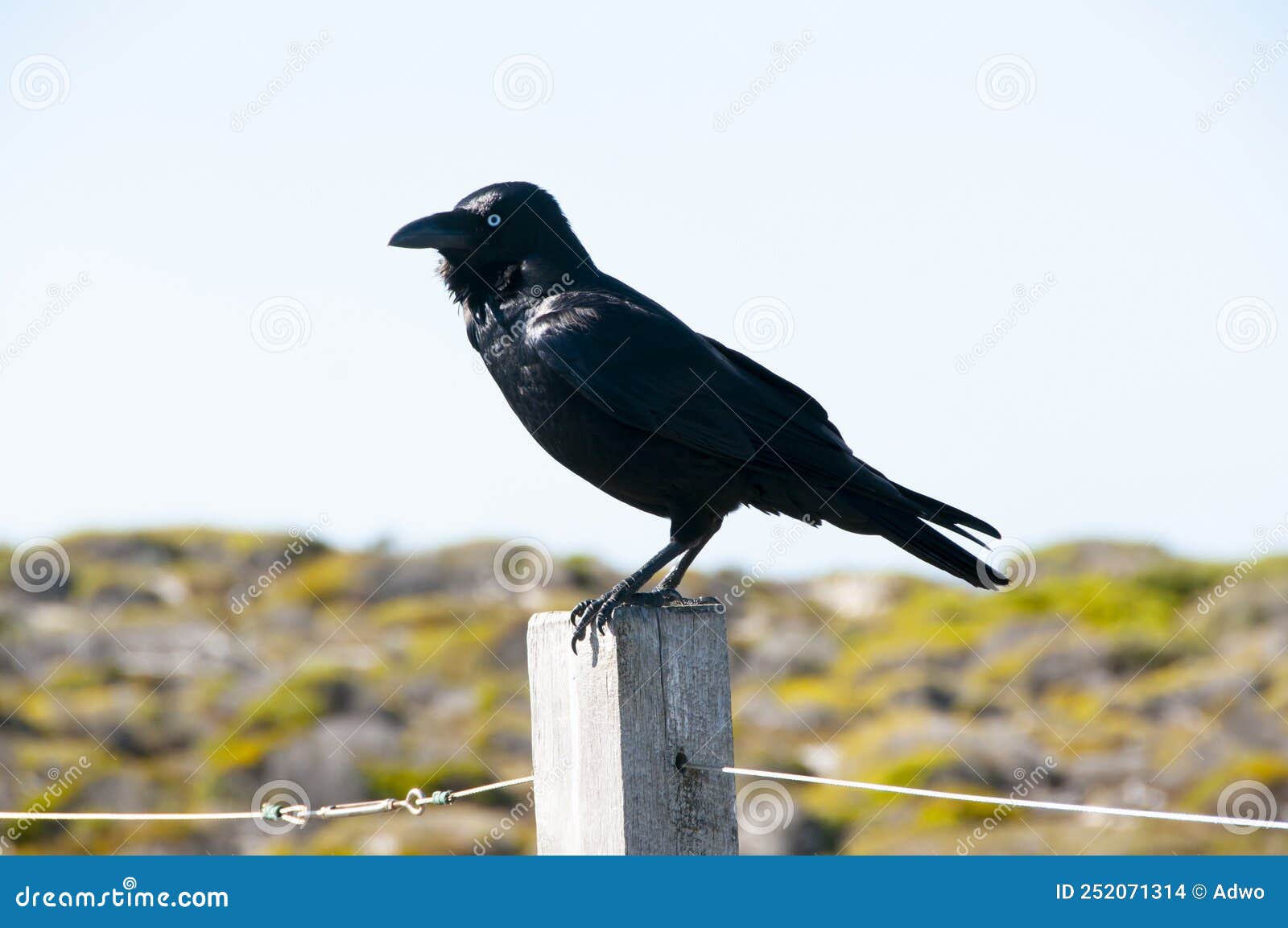 Australian Raven stock photo. Image of standing, semi - 252071314