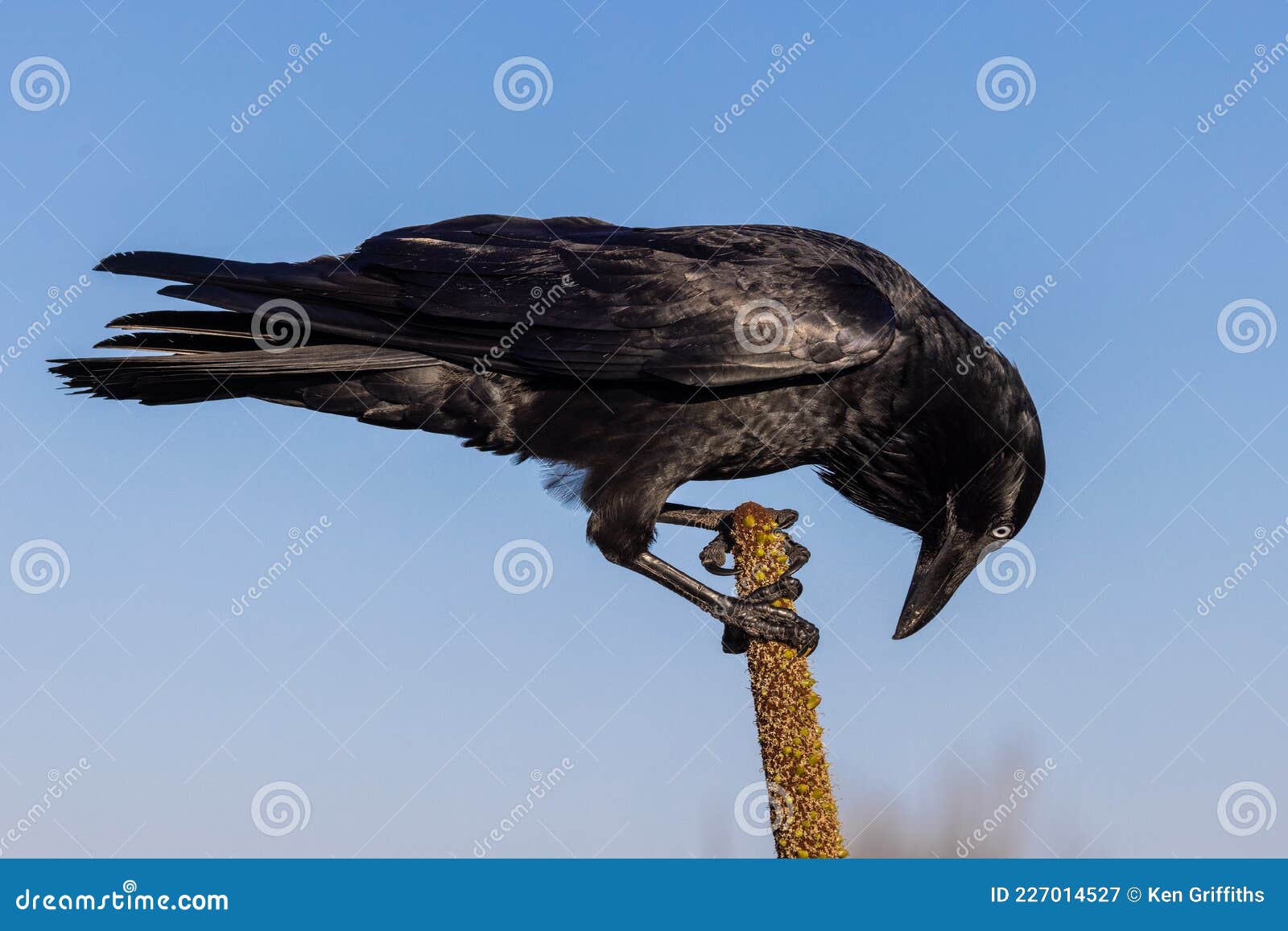 Australian Raven Royalty-Free Stock Photo | CartoonDealer.com #214521693