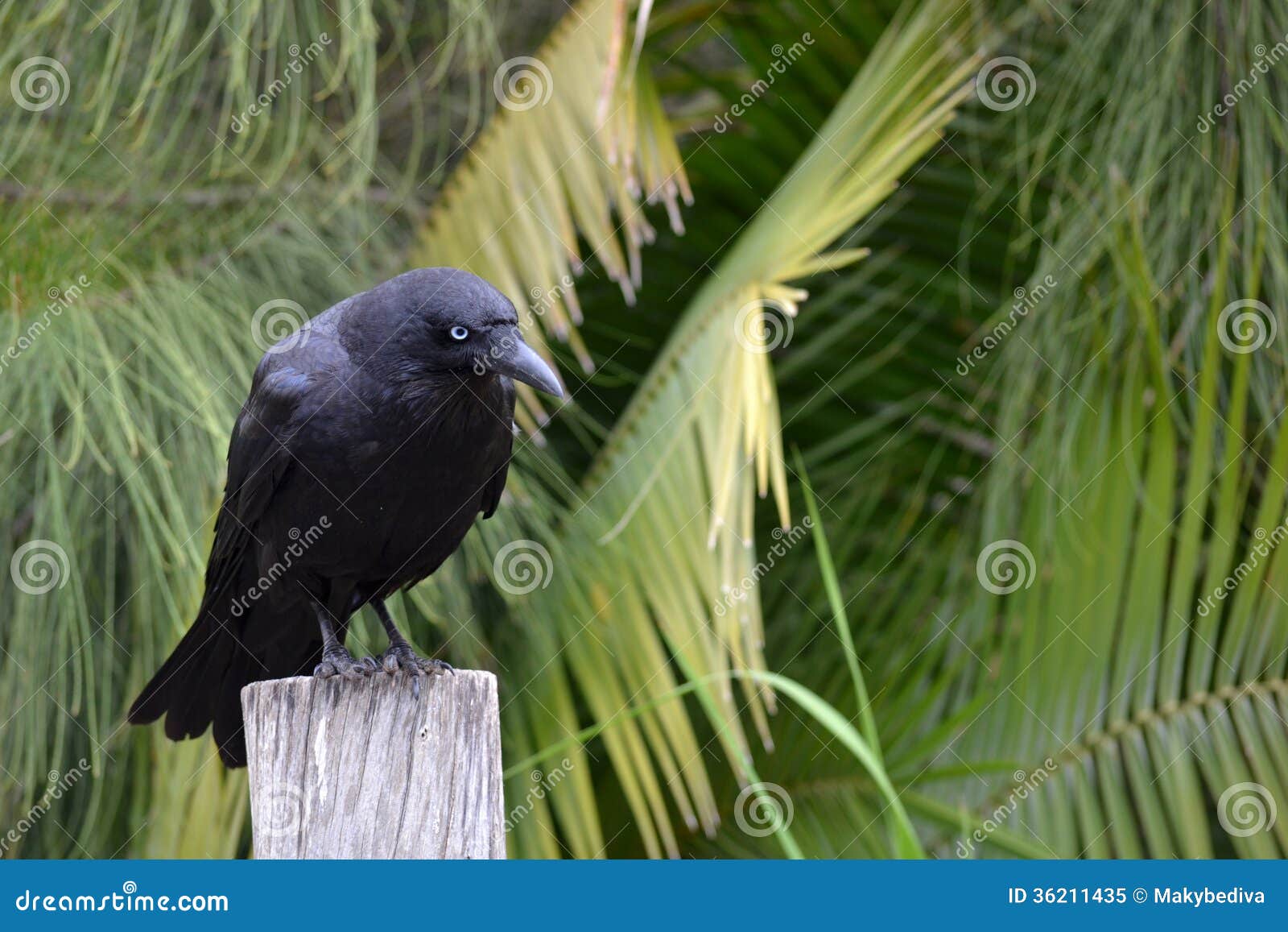 Australian Raven stock image. Image of perch, bird, australian - 36211435
