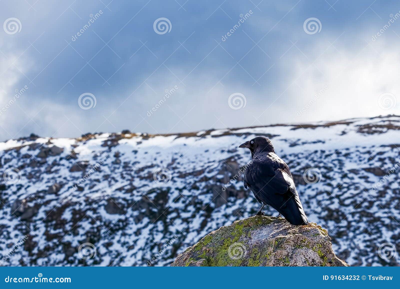 Australian Raven Perching on a Rock with Snowy Mountains in the Stock ...