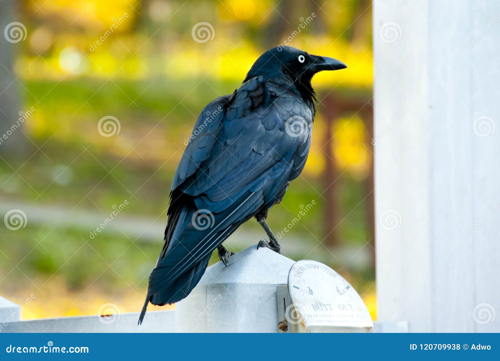 Australian Raven Royalty-Free Stock Photo | CartoonDealer.com #214521693