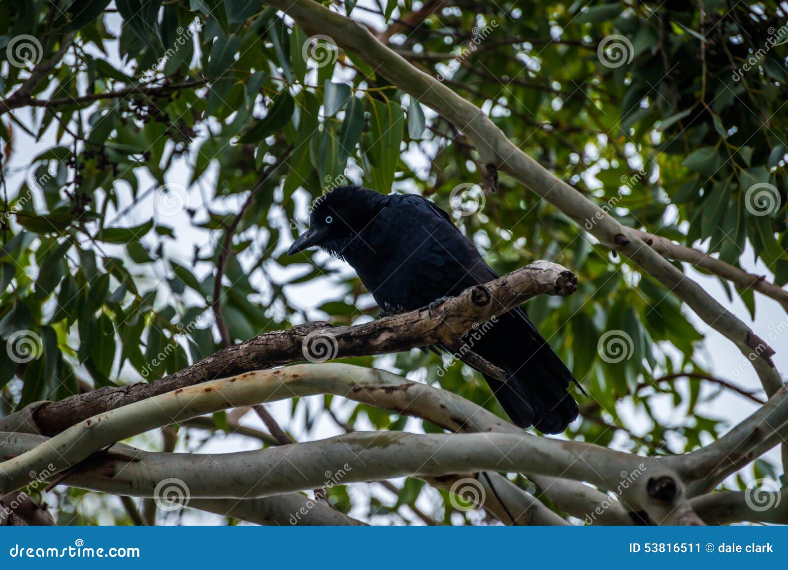 Australian Raven stock image. Image of branch, tree, australian - 53816511