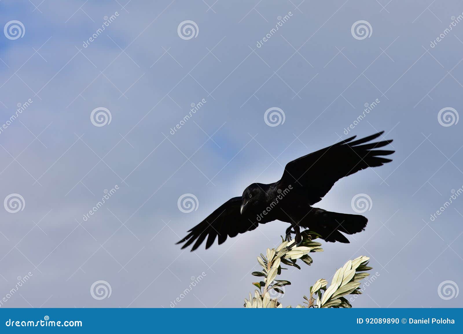 Australian Raven on Tree Branch Stock Photo - Image of food, raven ...