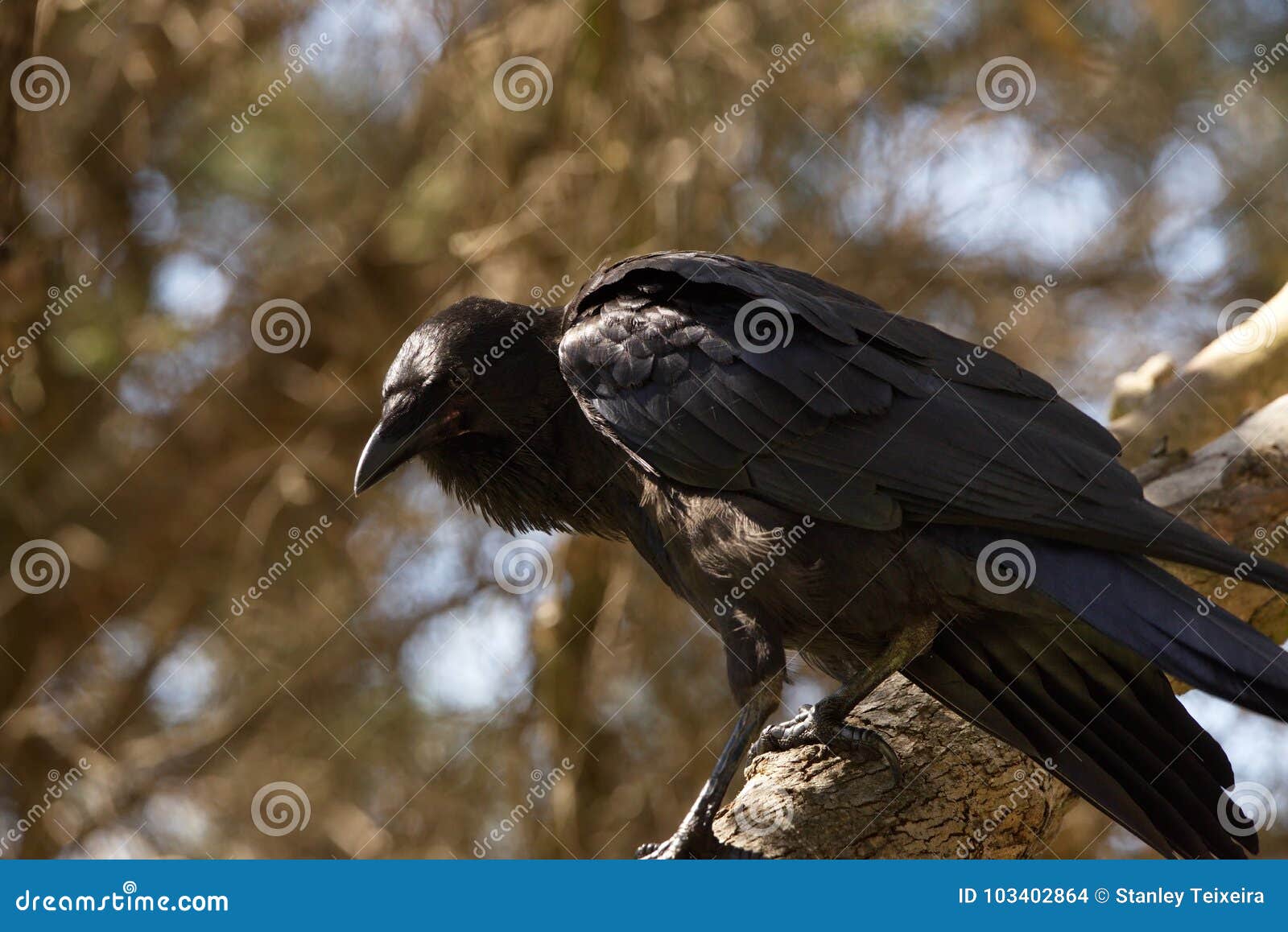 Australian Raven in a tree stock photo. Image of juvenile - 103402864