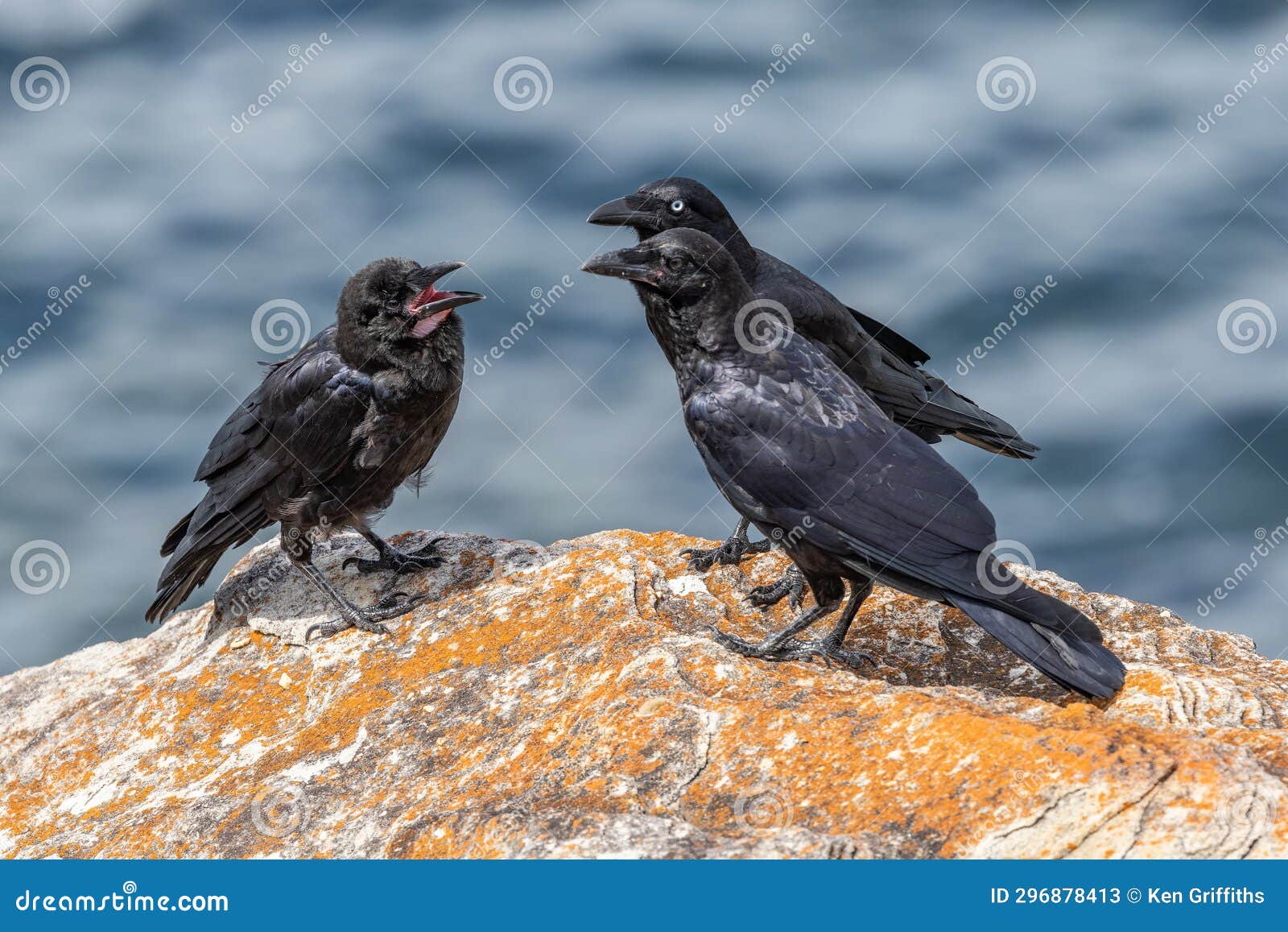Australian Raven stock image. Image of raven, chick - 296878413