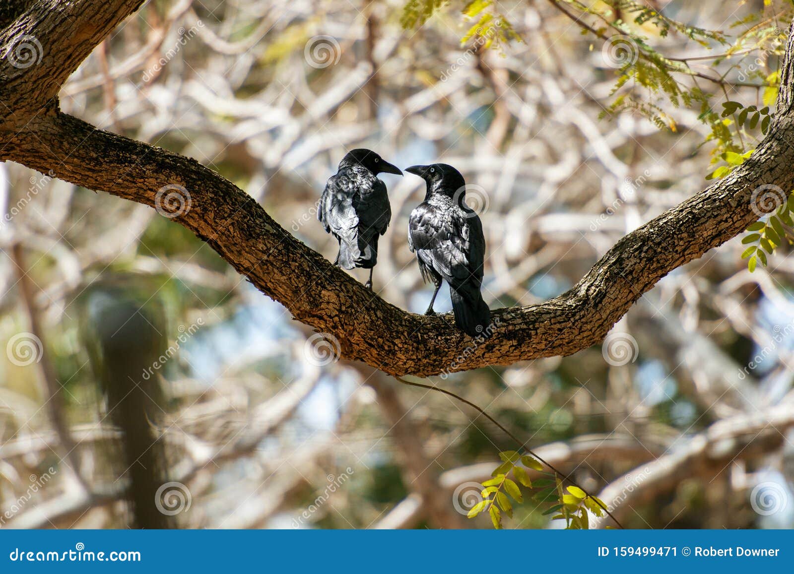 Australian Ravens stock image. Image of australia, natural - 159499471