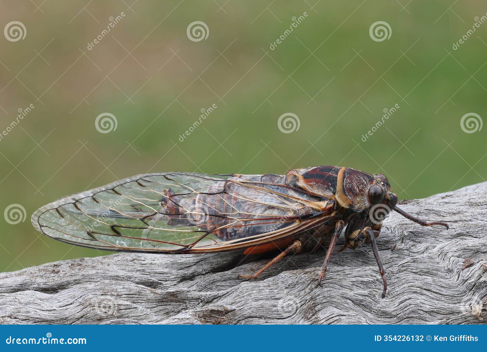 Australian Razor Grinder Cicada Stock Photo - Image of noisy, cicada ...