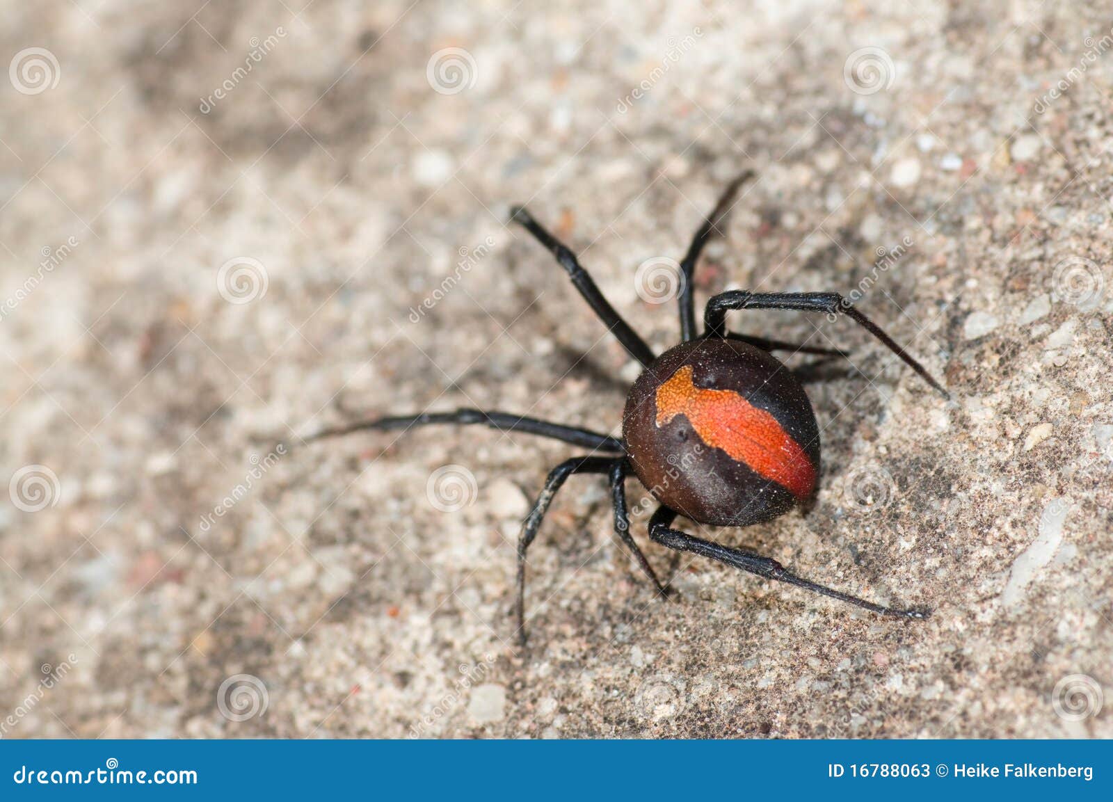 Australian Red Back Spider stock image. Image of arachnid - 16788063