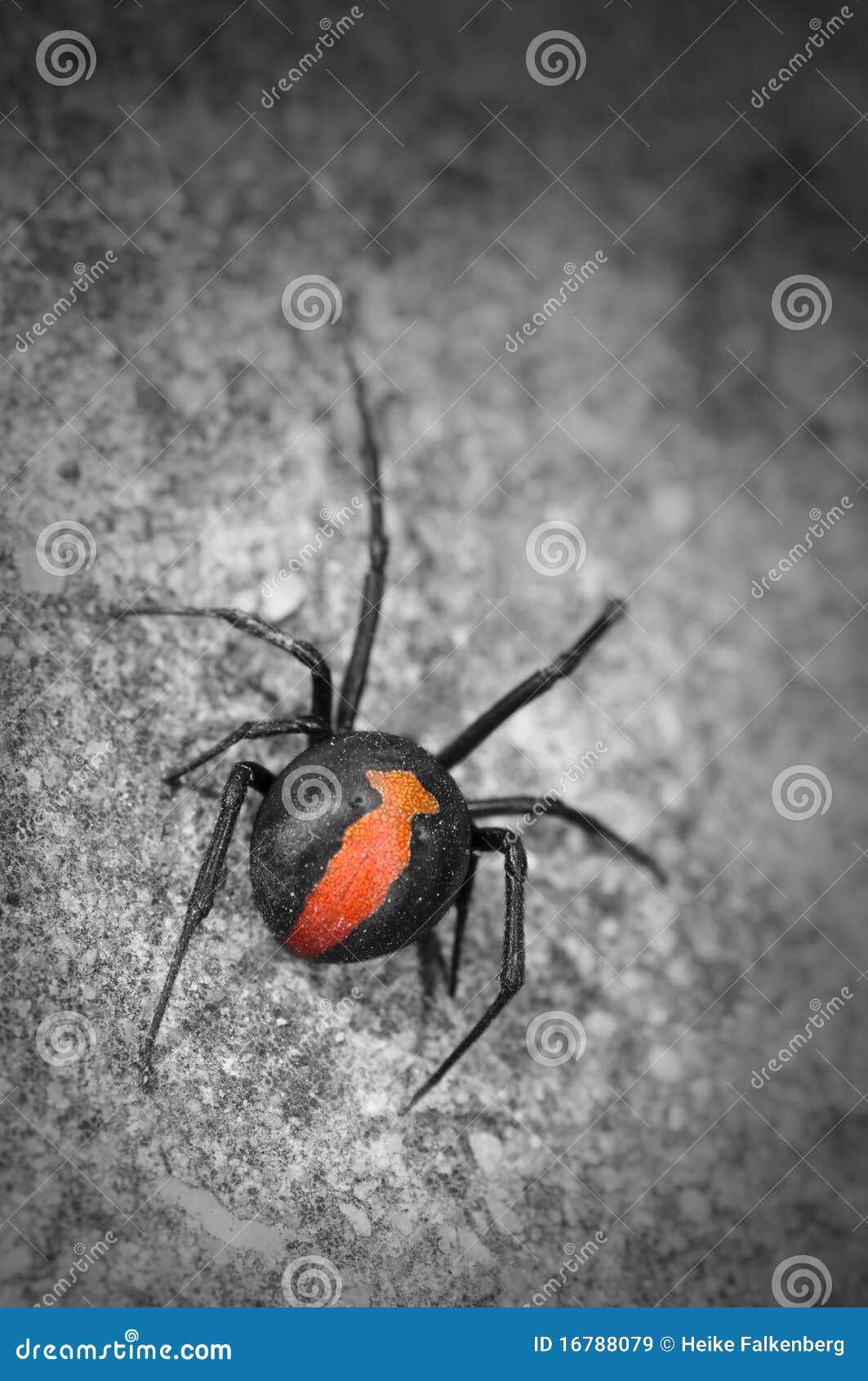 Australian Red Back Spider stock image. Image of animal - 16788079