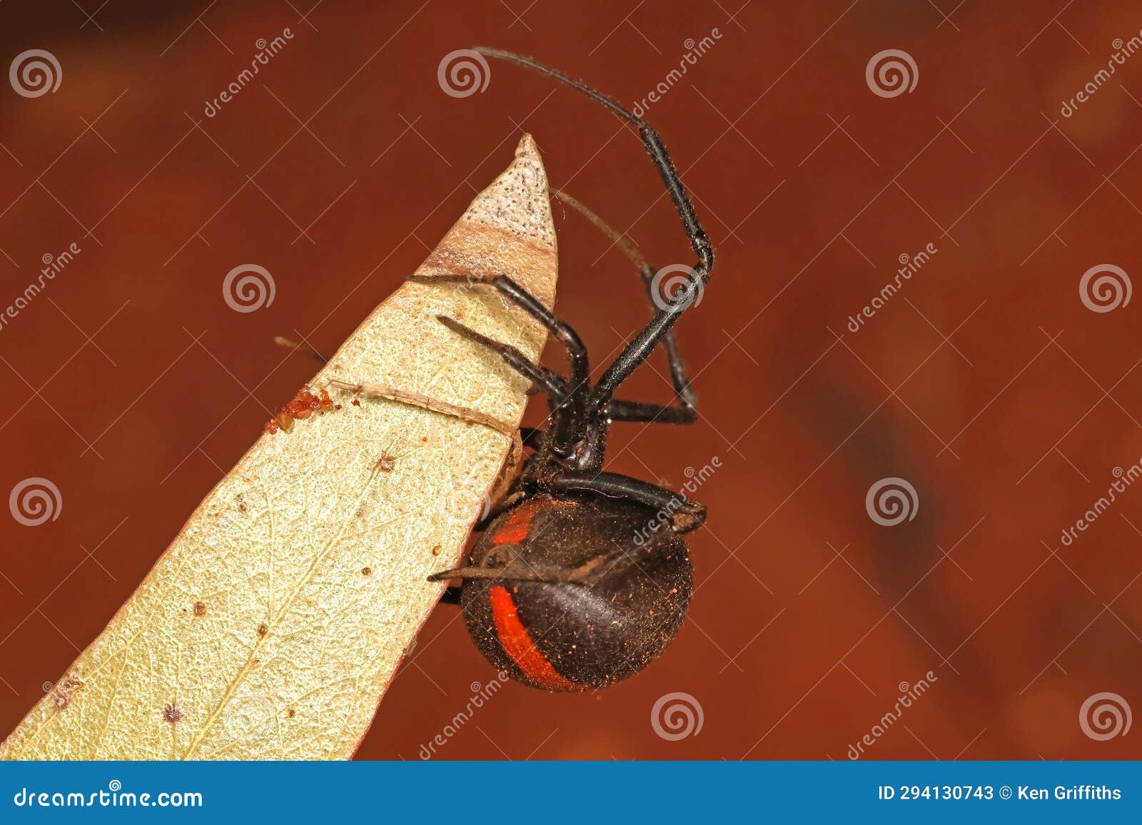 Australian Red-backed Spider Stock Image - Image of leaf, nature: 294130743