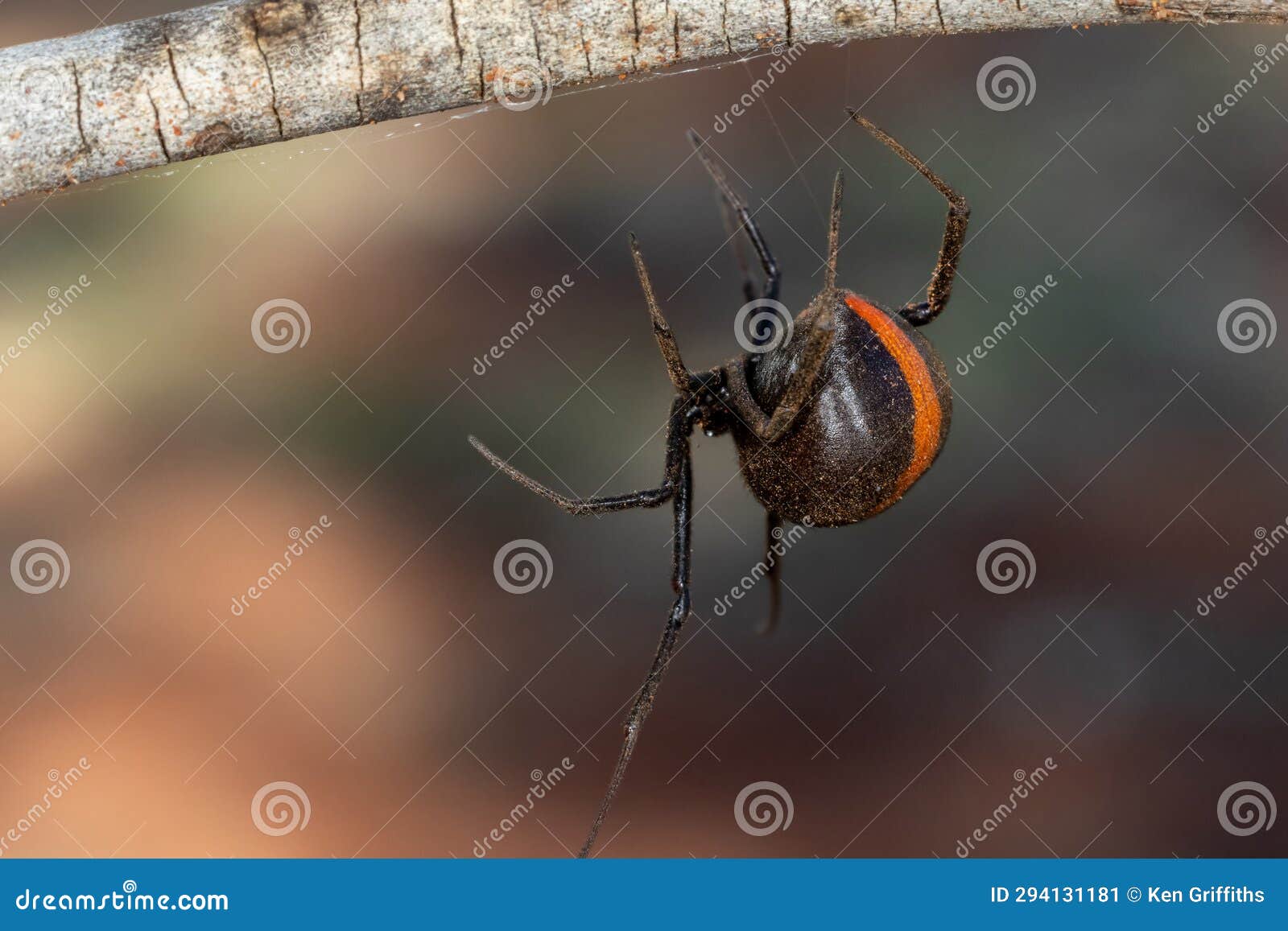Australian Red-backed Spider Stock Image - Image of theridiidae ...
