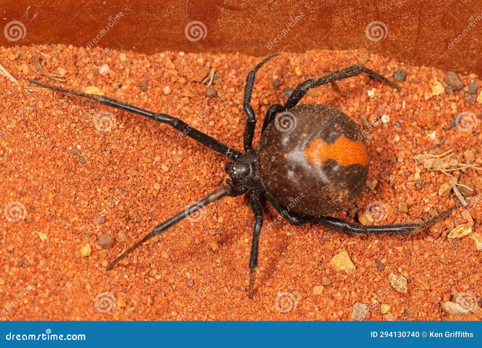 Australian Red-backed Spider Stock Photo - Image of danger, hasselti ...