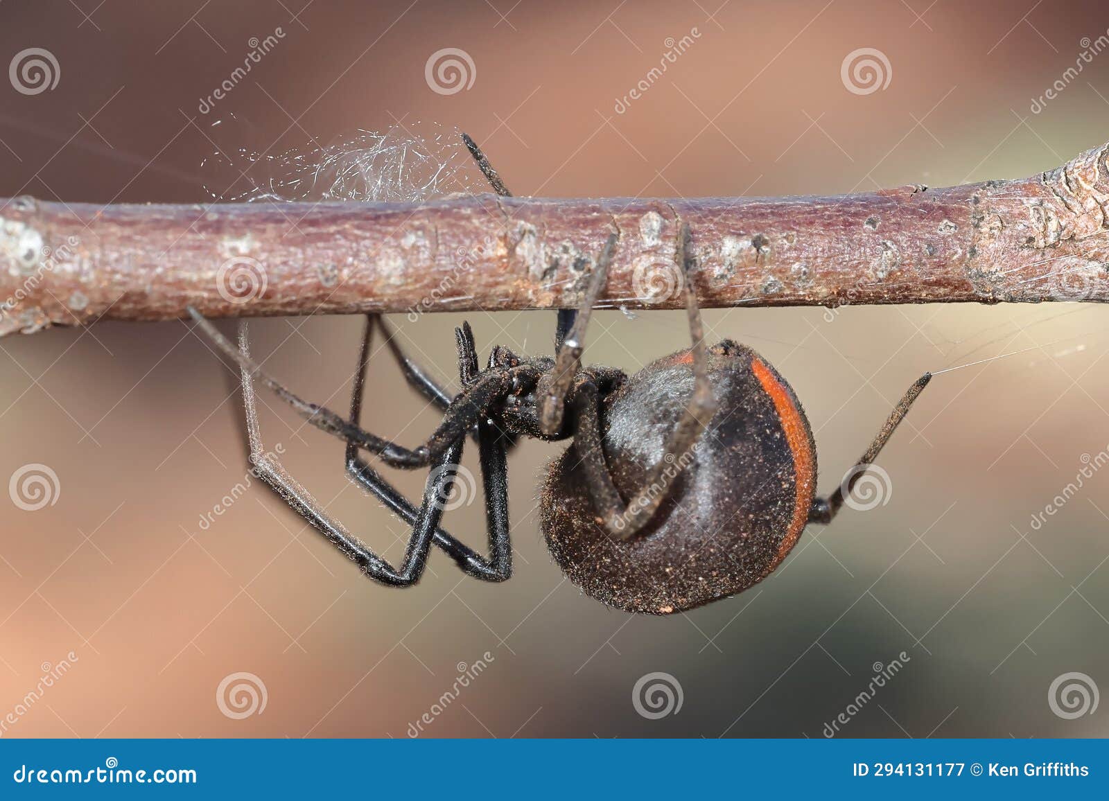 Australian Red-backed Spider Stock Image - Image of spider, redbacked ...