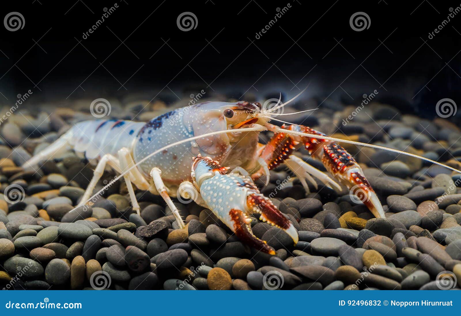 Red Claw Crayfish Royalty-Free Stock Photography | CartoonDealer.com ...