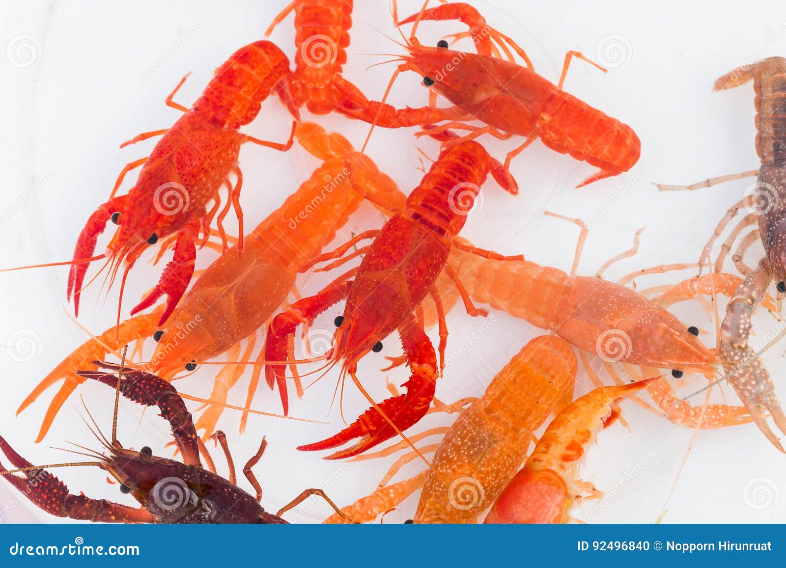 Australian Red Claw Crayfish Stock Photo - Image of bubbles, coral ...