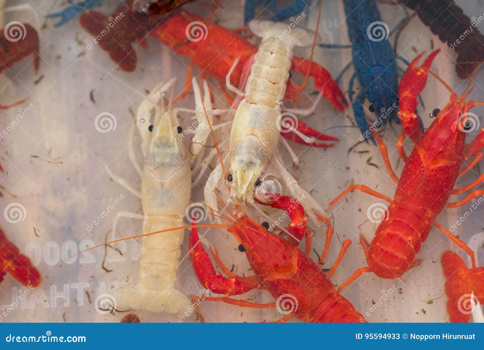 Australian Red Claw Crayfish Royalty-Free Stock Photography ...