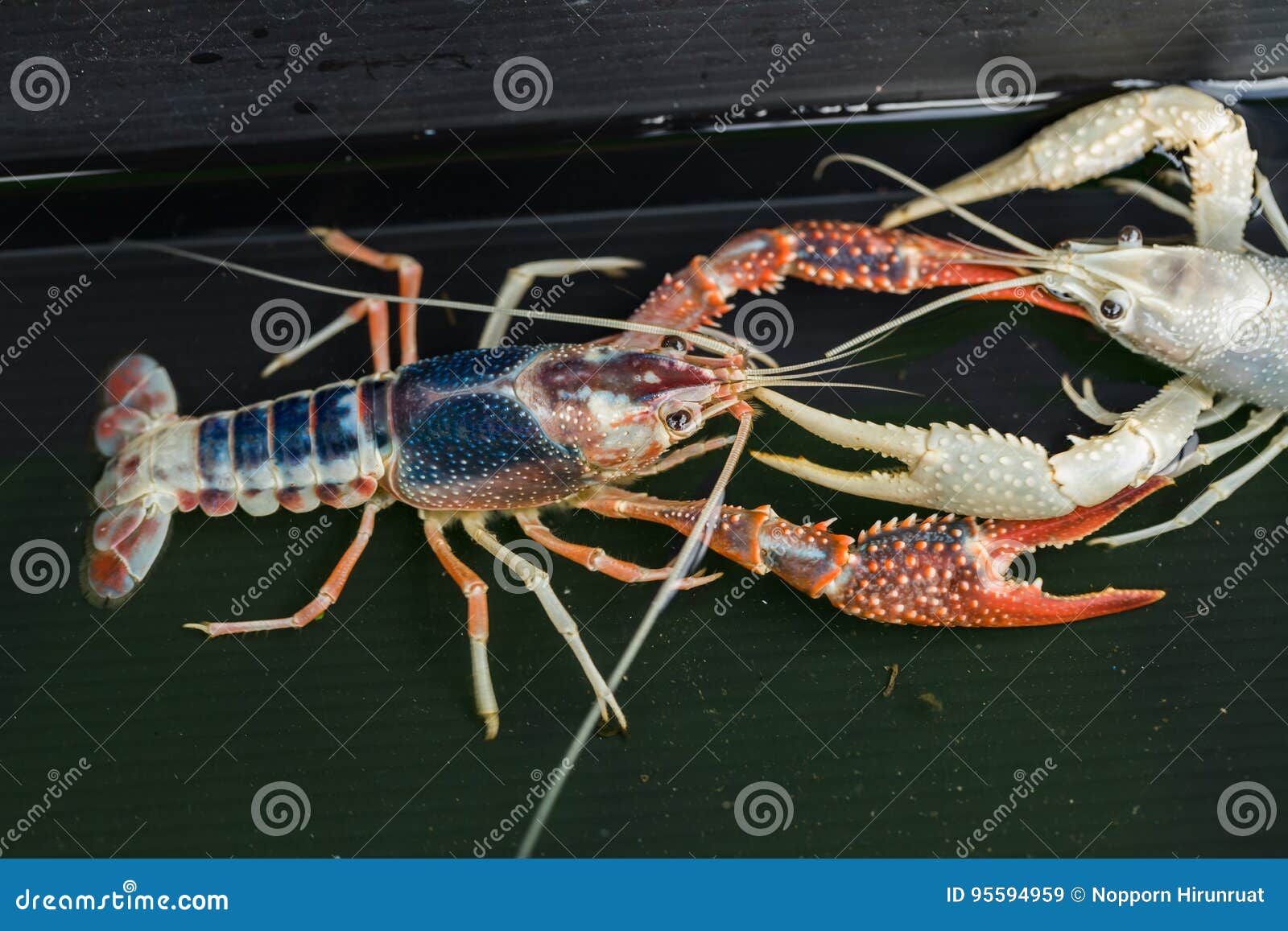 Australian Red Claw Crayfish Stock Image - Image of sale, sell: 95594959