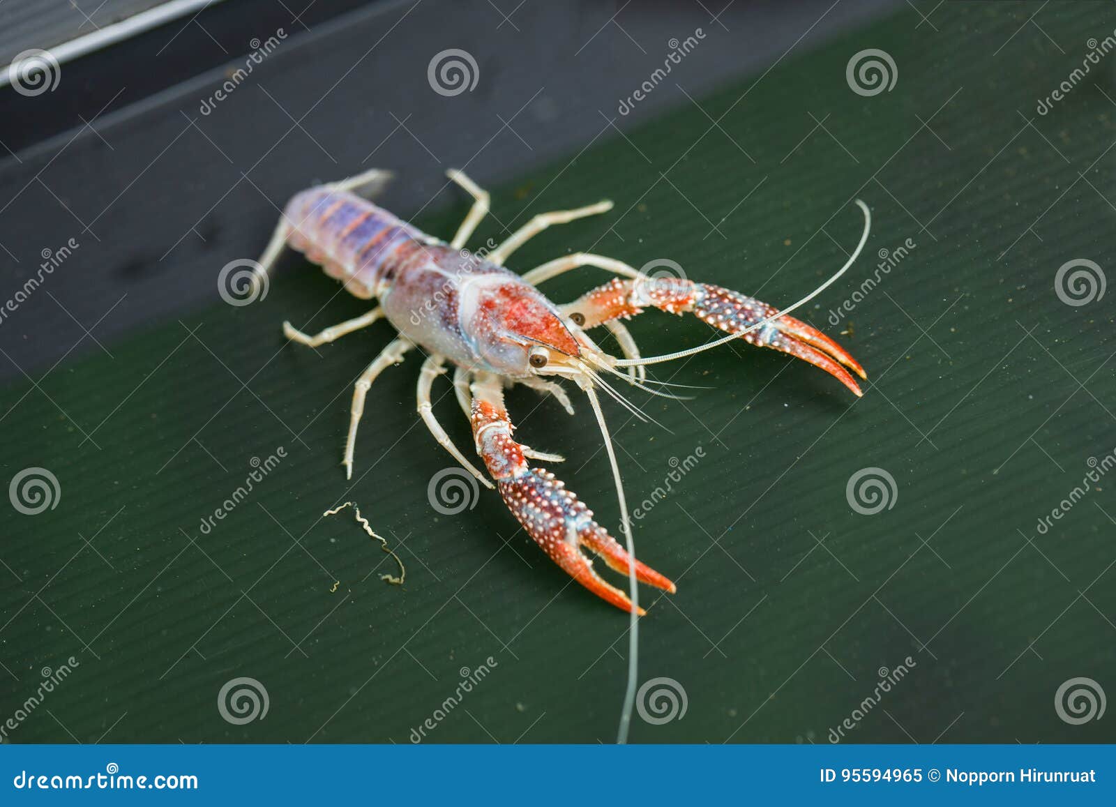 Australian Red Claw Crayfish Stock Image - Image of pink, freshwater ...