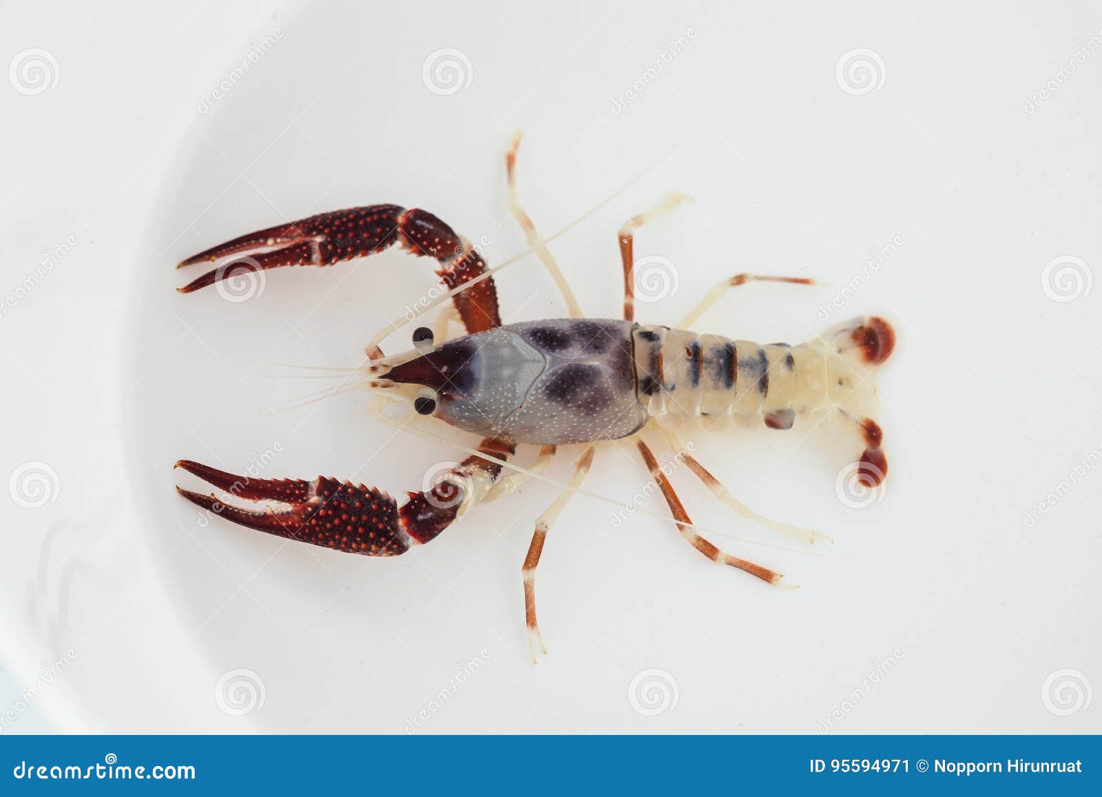 Australian Red Claw Crayfish Stock Image - Image of nature, boat: 95594971