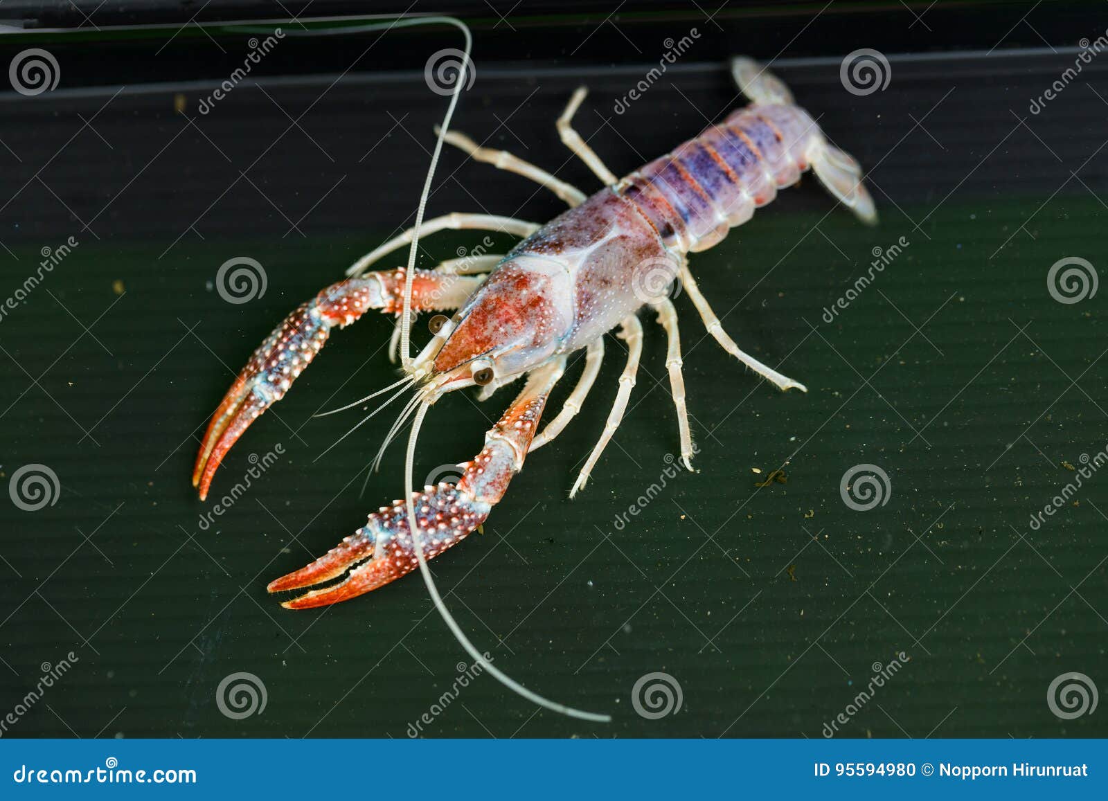 Australian Red Claw Crayfish Stock Photo - Image of australian, animal ...