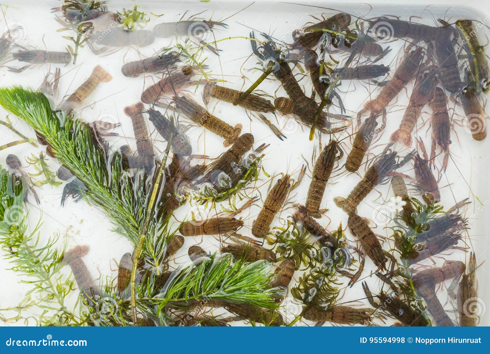 Australian Red Claw Crayfish Stock Photo - Image of claw, nature: 95594998