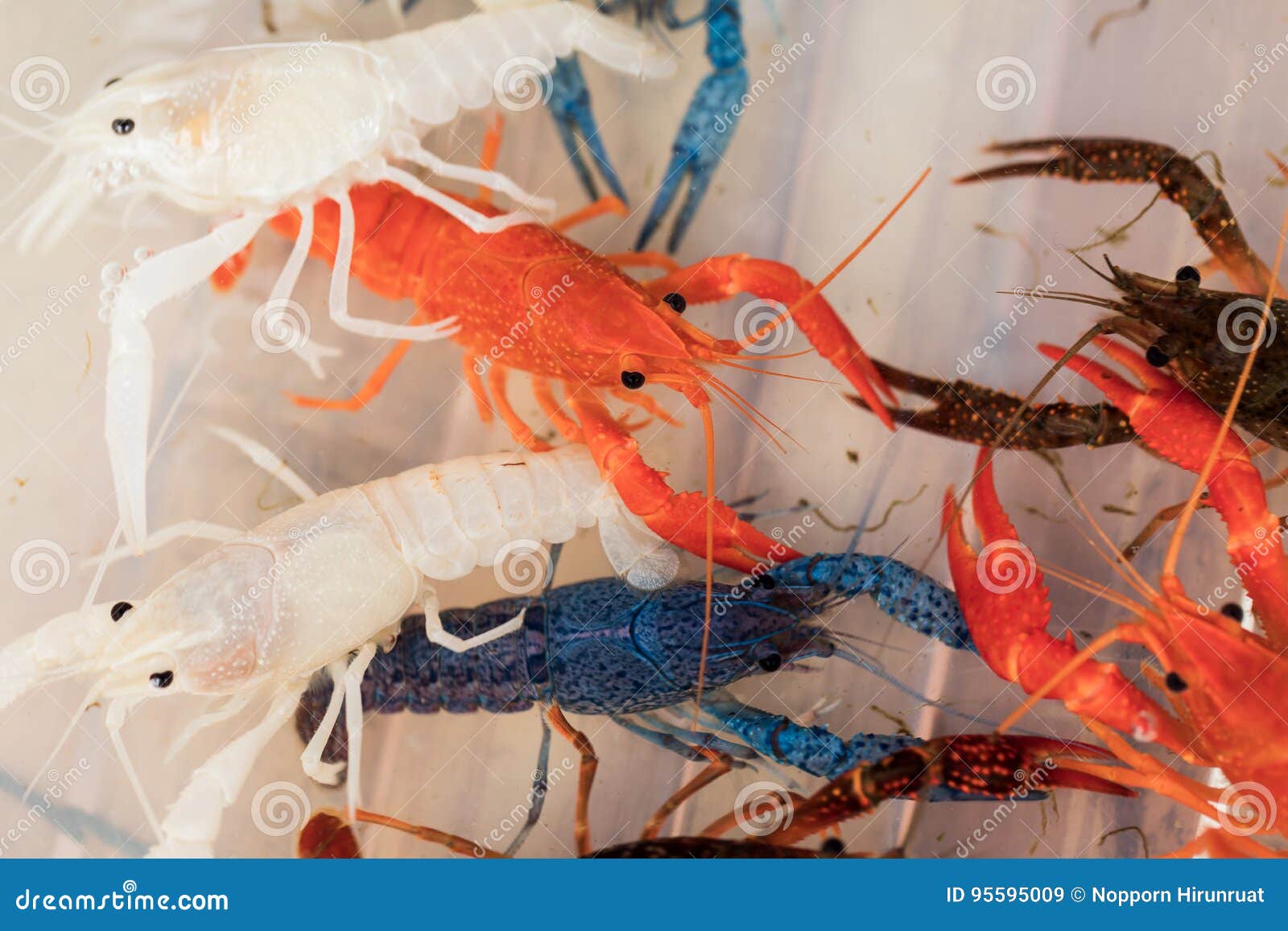 Australian Red Claw Crayfish Stock Image - Image of crayfish, sale ...