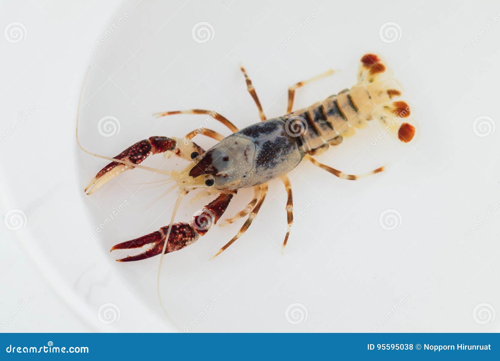 Australian Red Claw Crayfish Stock Photo - Image of color, pink: 95595038