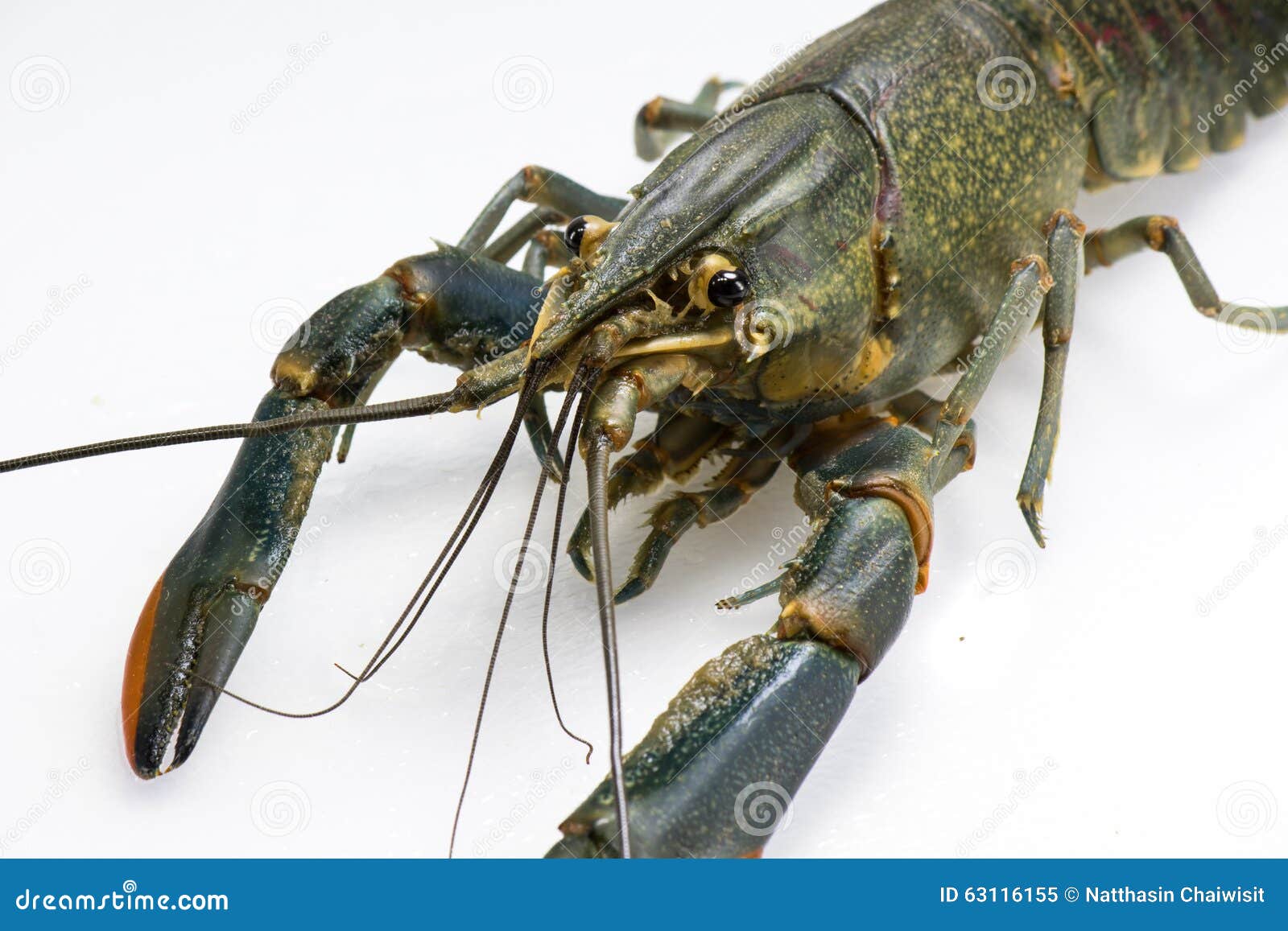 Australian Red Claw Crayfish Stock Image - Image of queensland ...