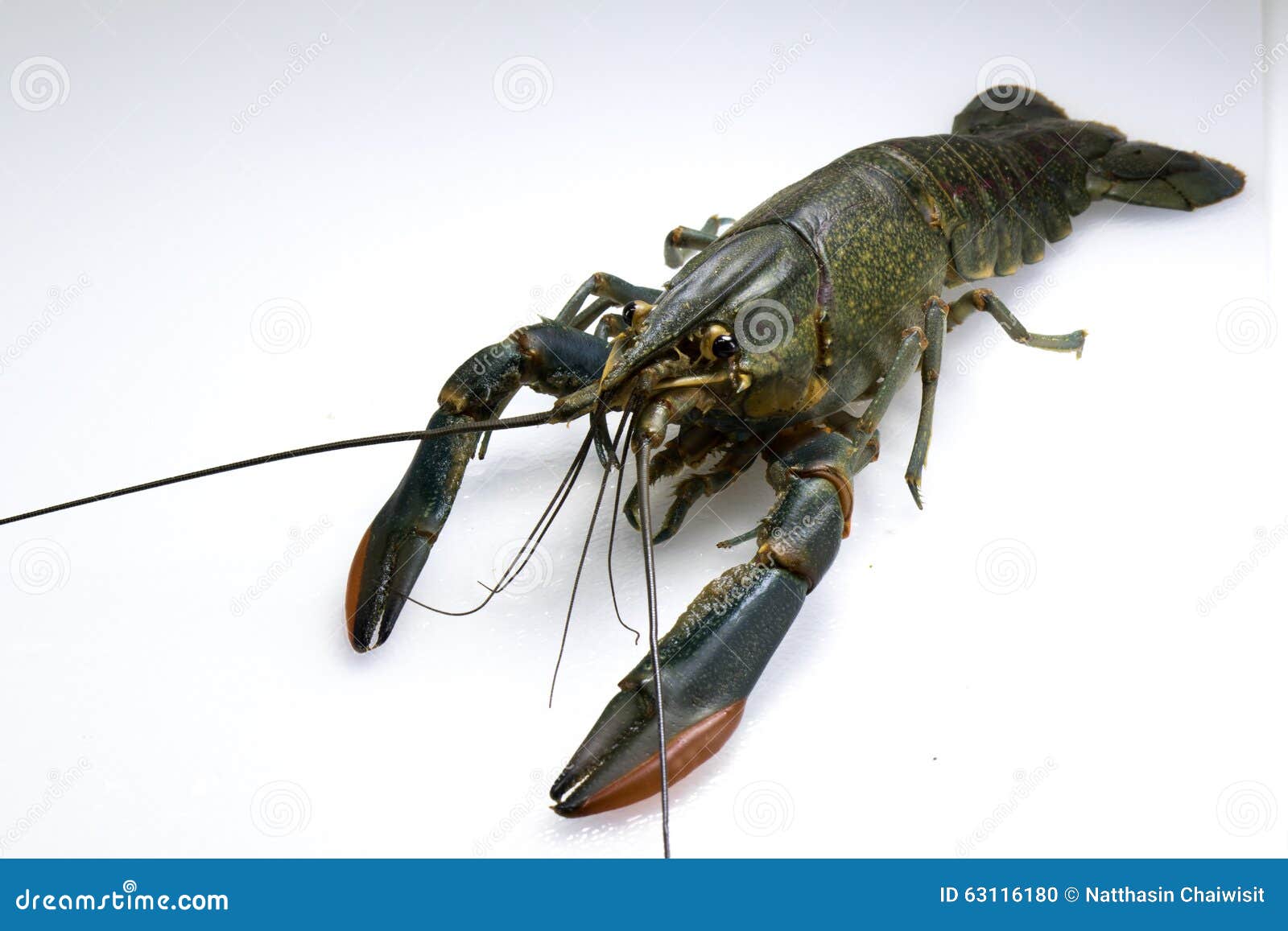 Australian Red Claw Crayfish Royalty-Free Stock Photography ...