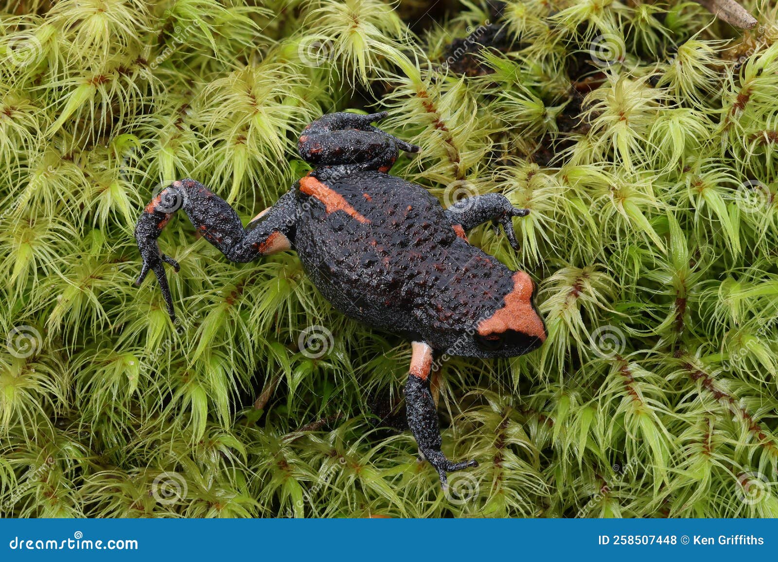 Australian Red-crowned Toadlet Stock Photo - Image of pseudophryne ...