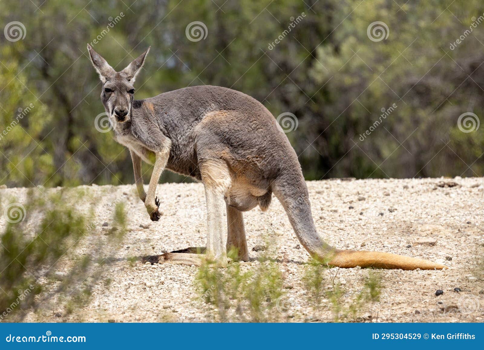Australian Red Kangaroo stock image. Image of kangaroo - 295304529