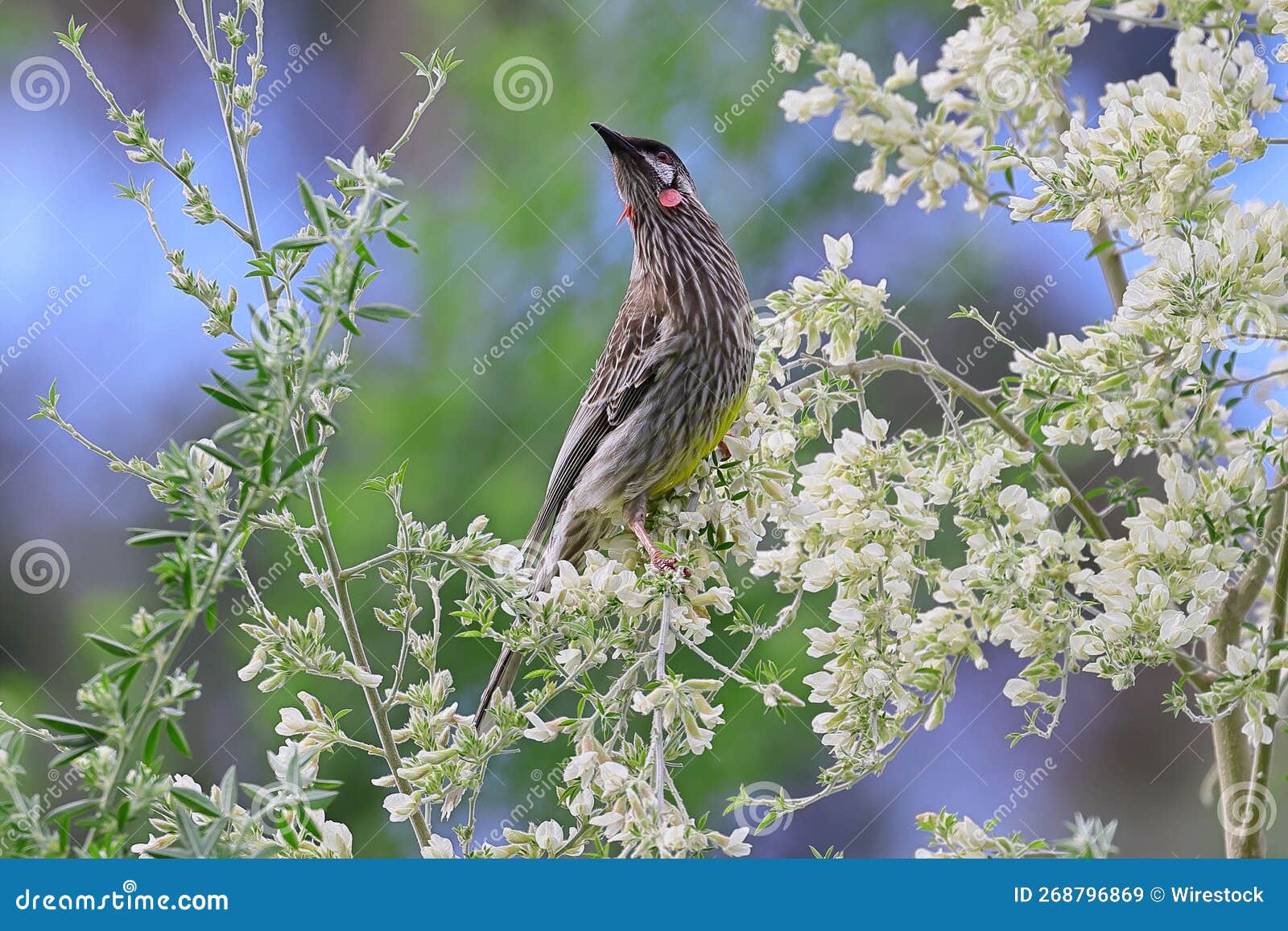 Australian Red Wattle Bird Perching on Tree Stock Image - Image of ...