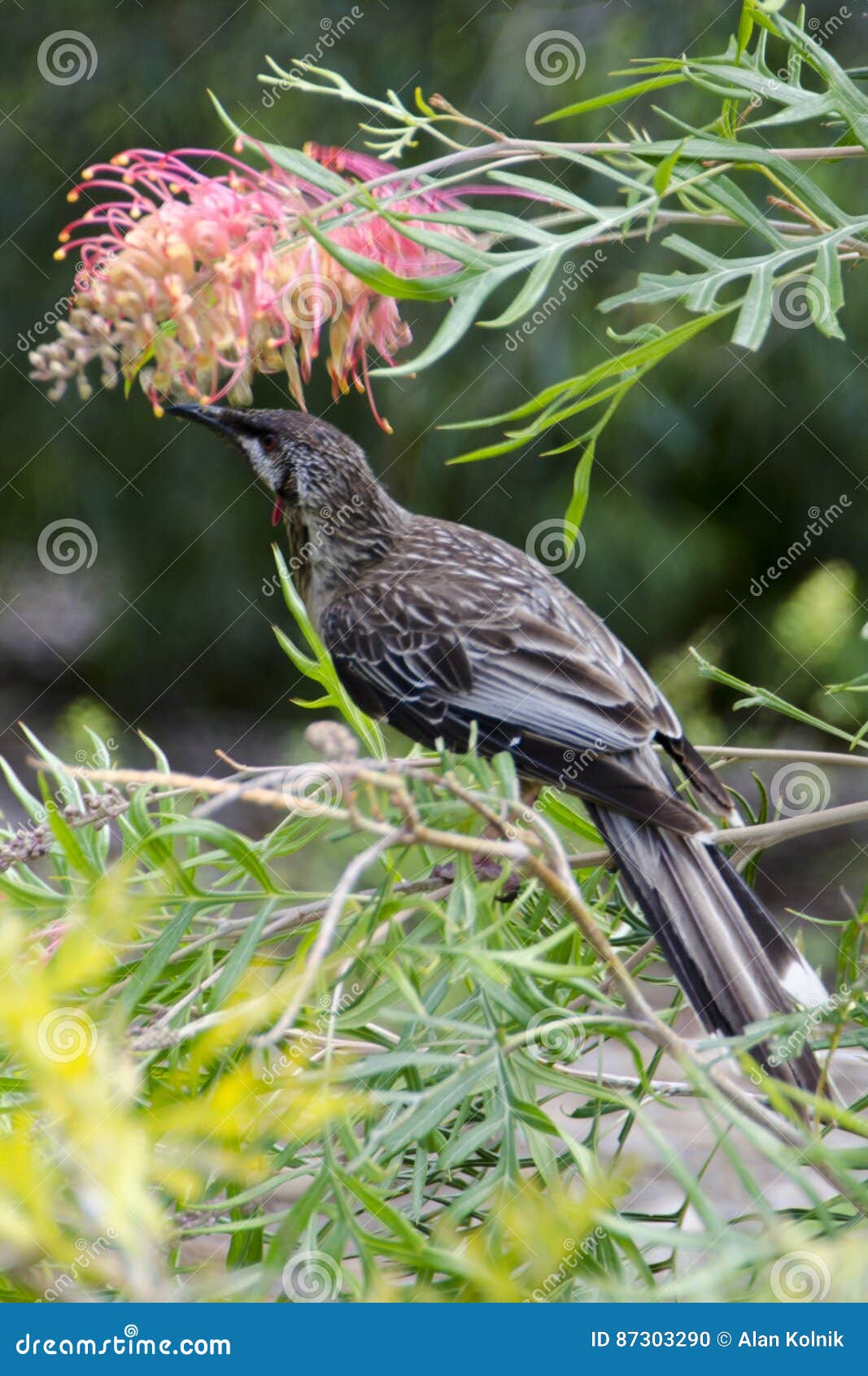 West Australian Red Wattlebird Stock Photo - Image of perth, beak: 87303290