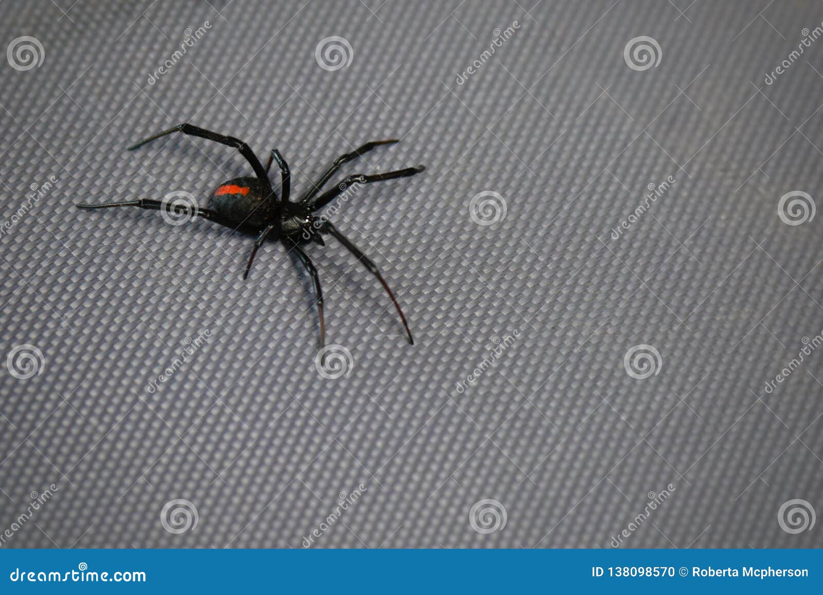 Australian Redback Spider Stock Image | CartoonDealer.com #41818189