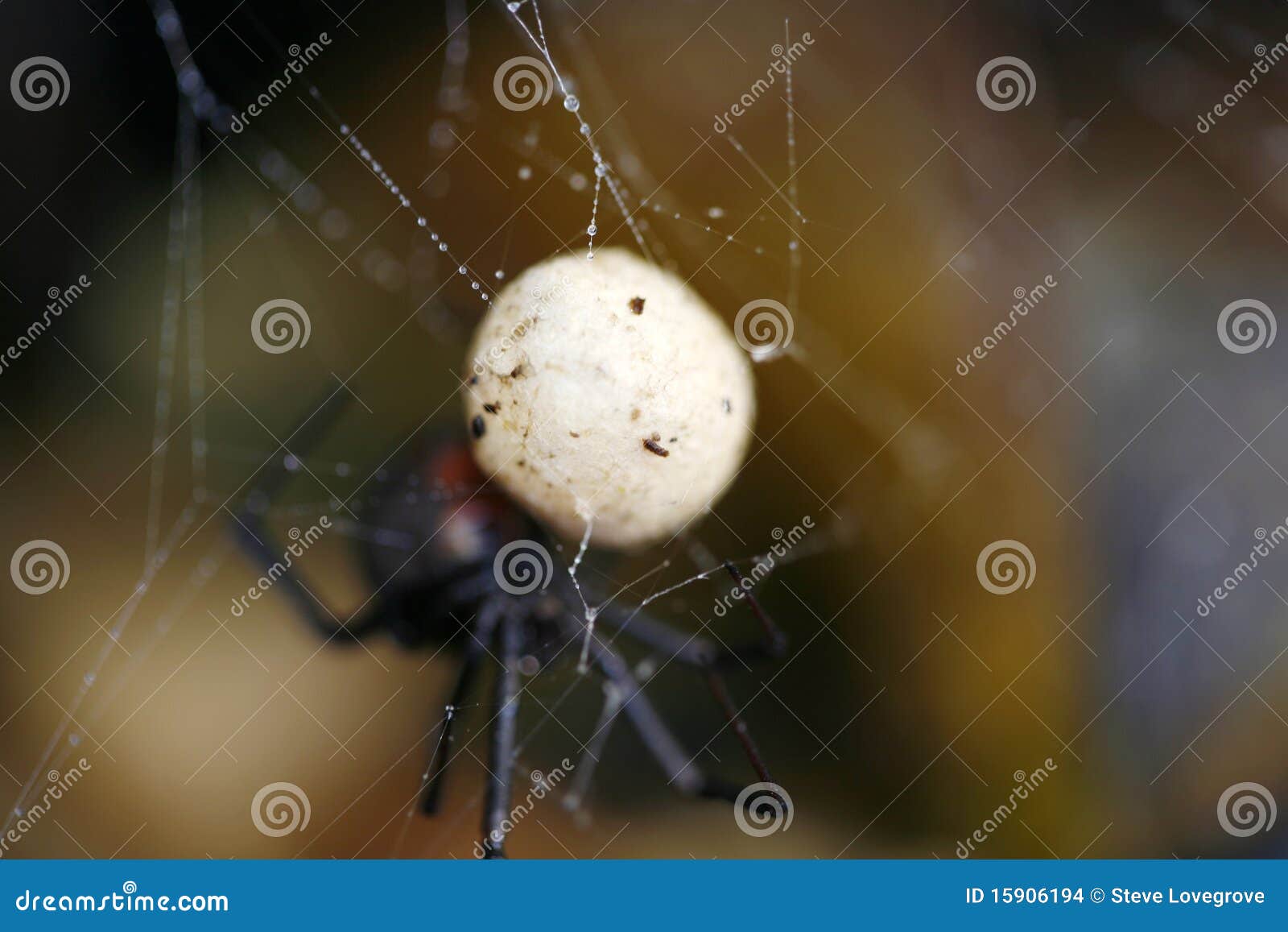 Australian Redback Spider Egg Sac Stock Photo - Image of venomous ...