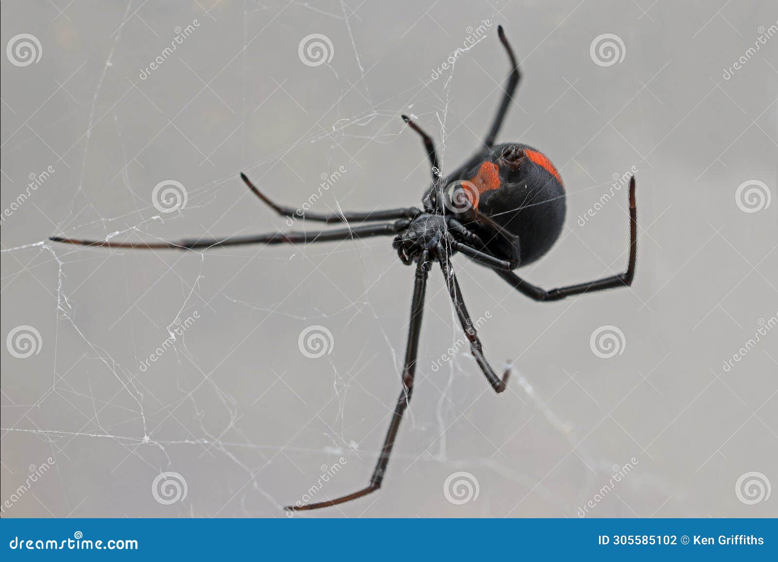 Australian Redback Spider stock photo. Image of venomous - 305585102