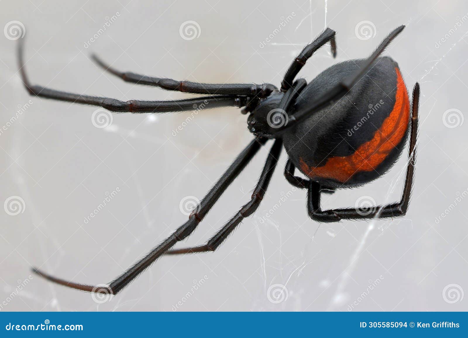 Australian Redback Spider stock photo. Image of venomous - 305585094