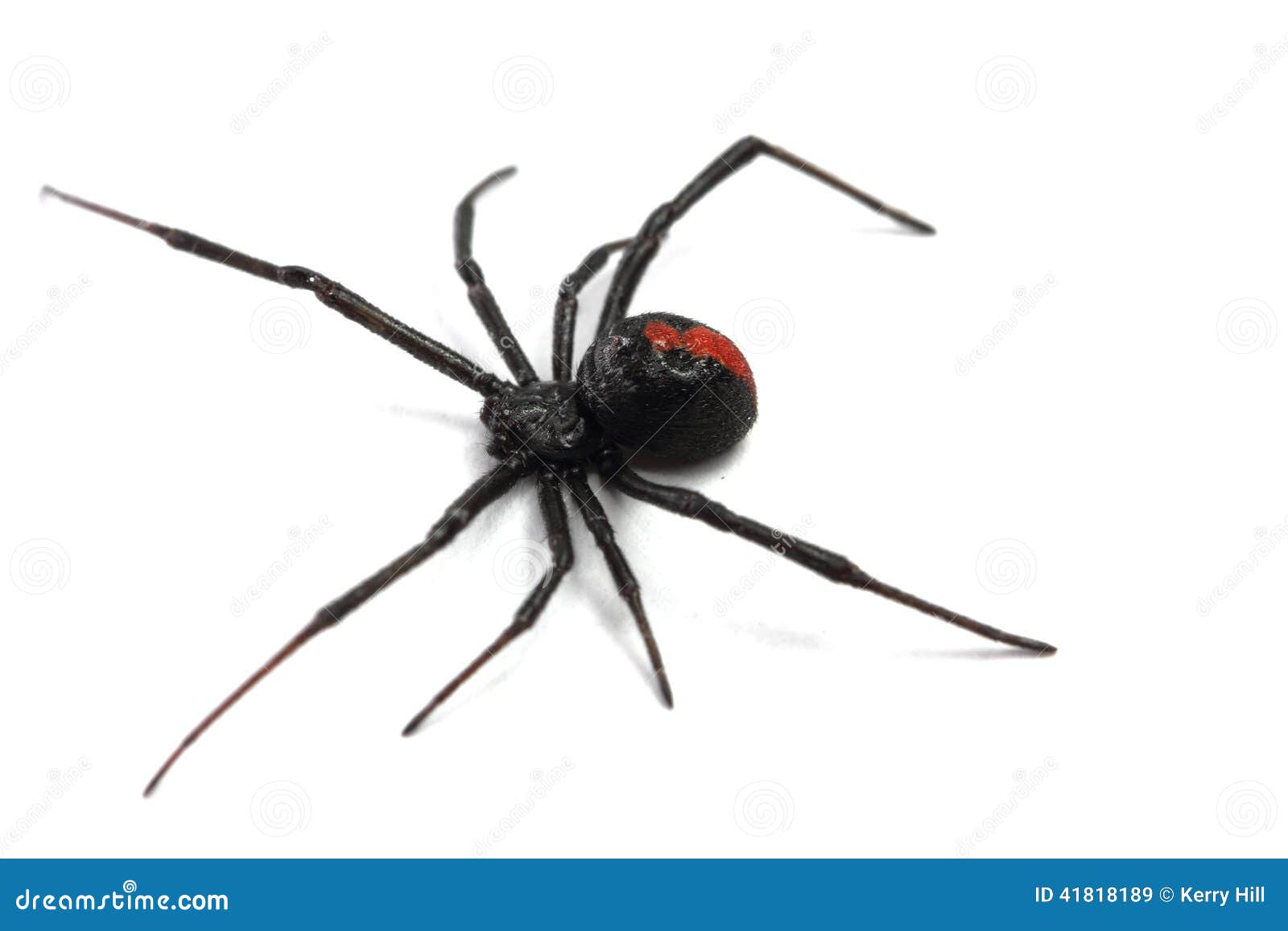 Australian redback spider stock image. Image of arachnid - 41818189